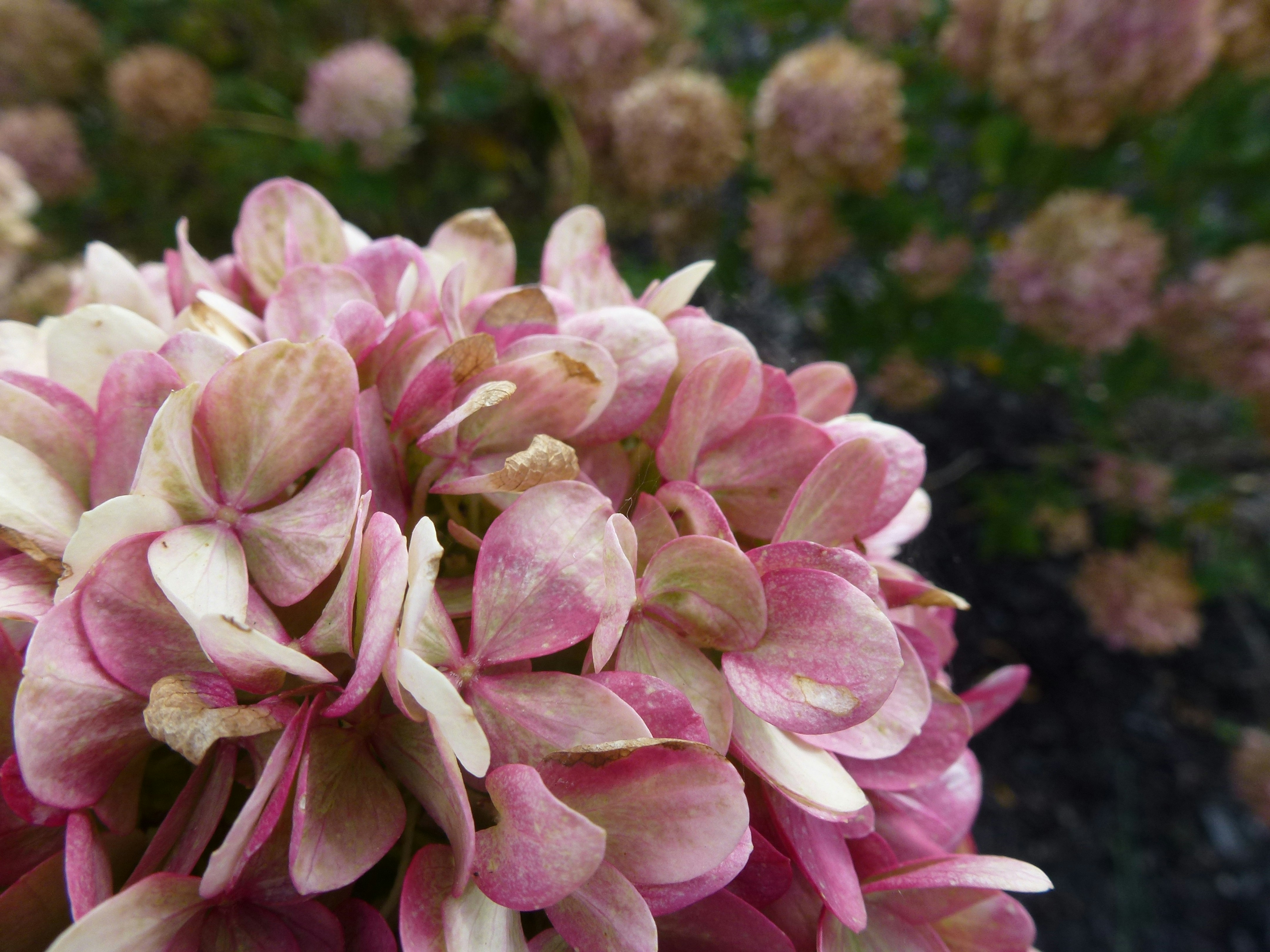 Close-up of pink and white hydrangea blossoms with blurred background.
