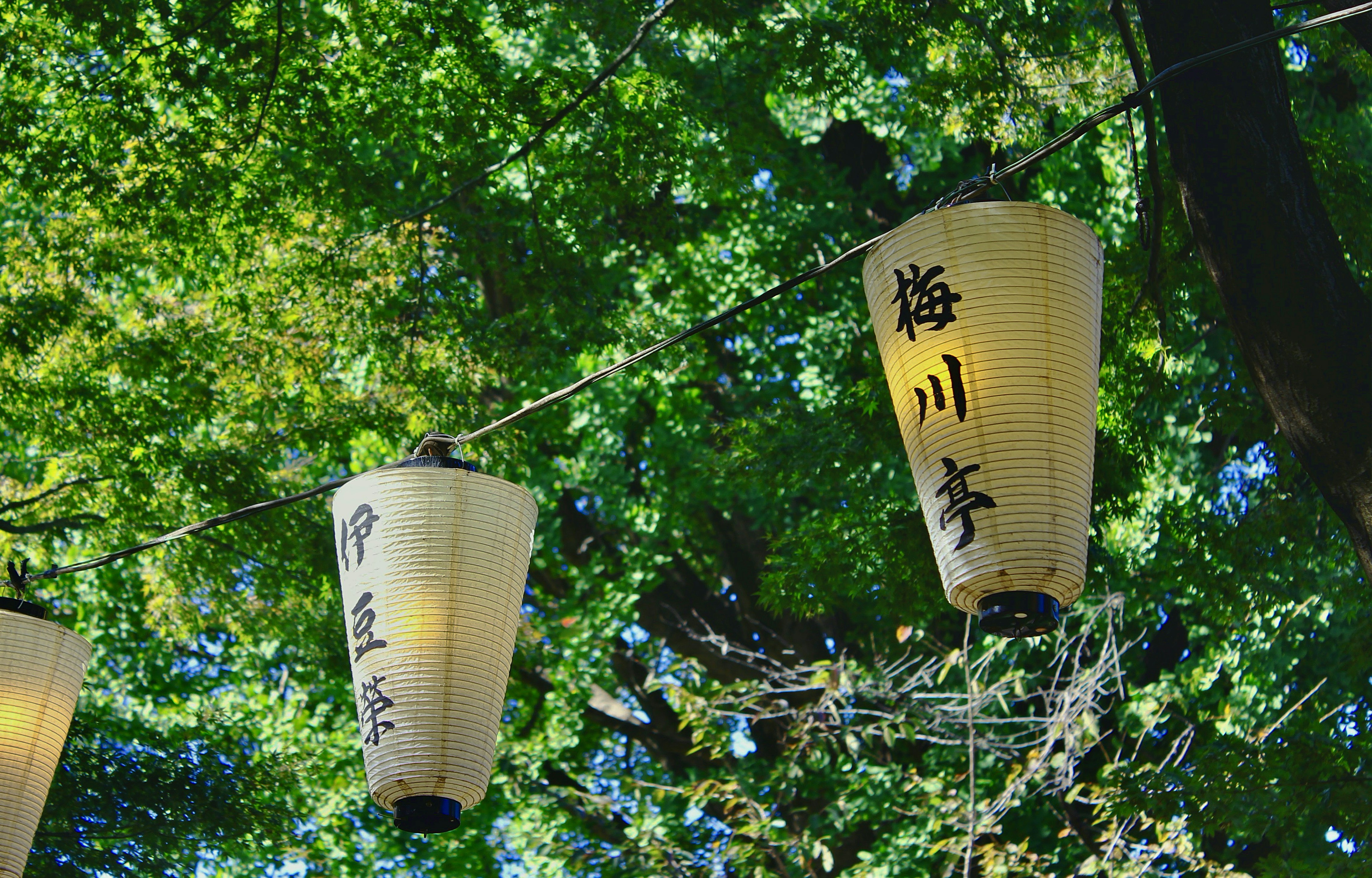 Traditional Japanese lanterns hanging against a backdrop of vibrant green foliage. The inscriptions add cultural depth.
