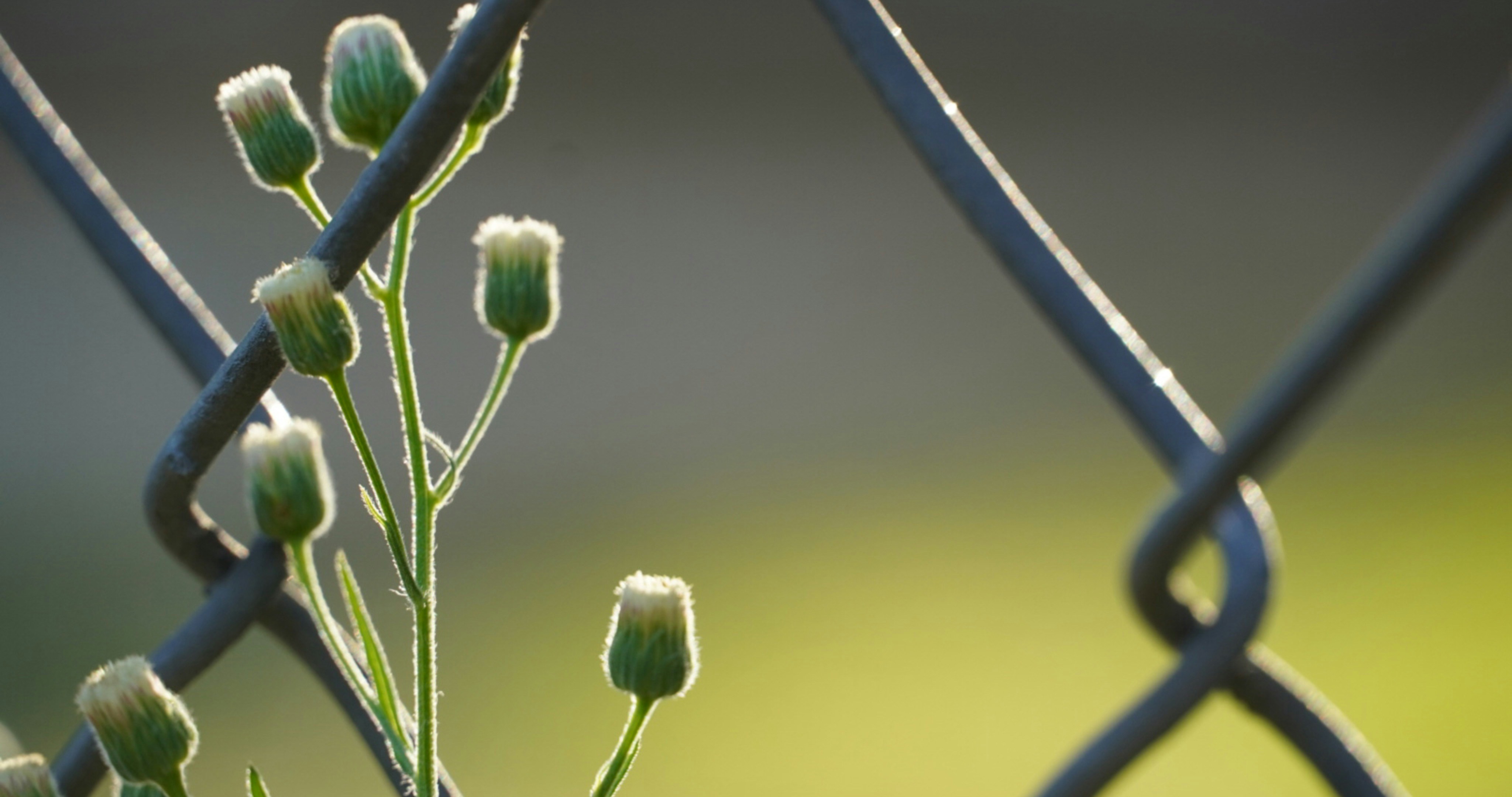 Buds Against the Mesh: Quiet Life Clings to a Chain-Link Fence