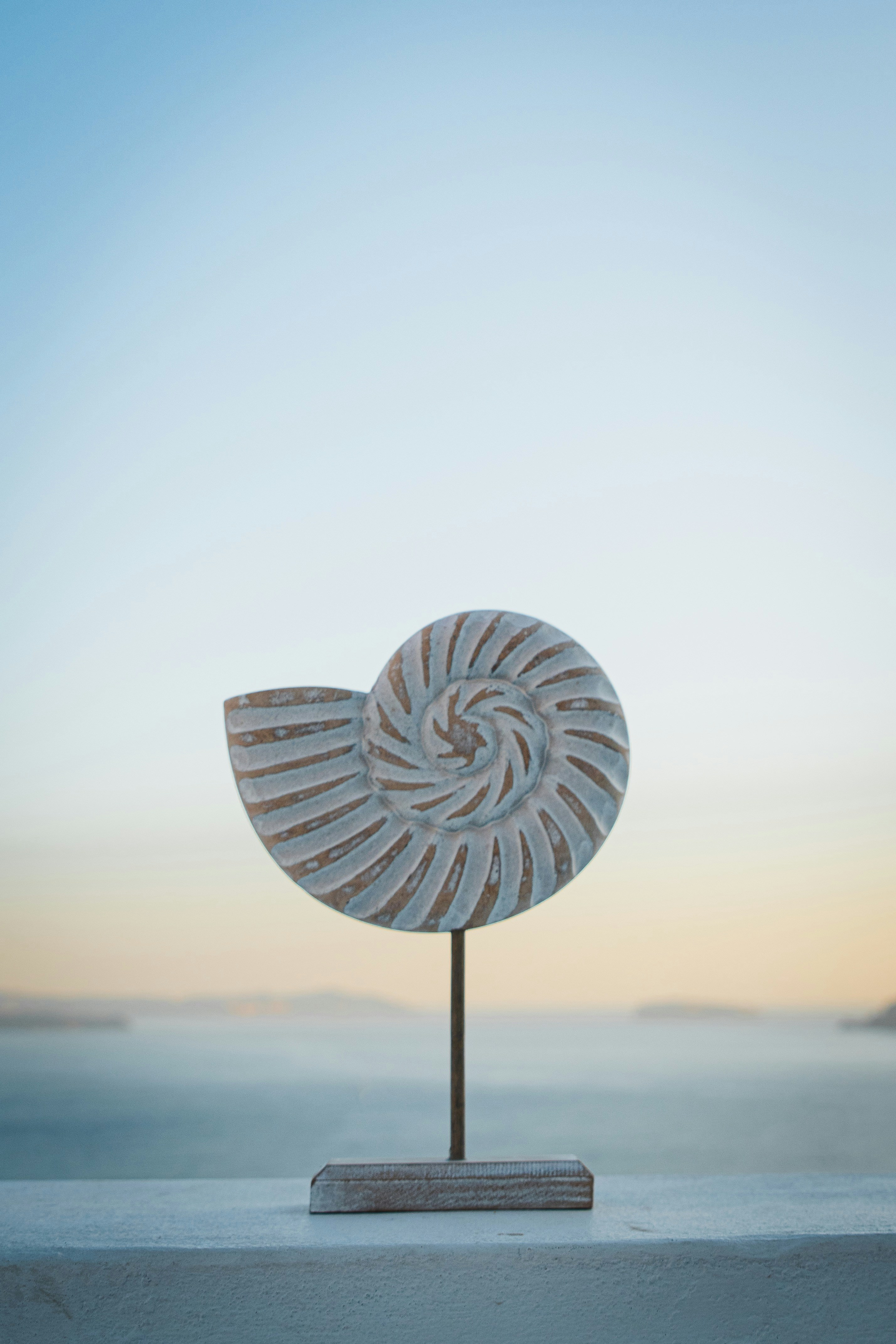 White and brown shell photo – Free Grey Image on Unsplash