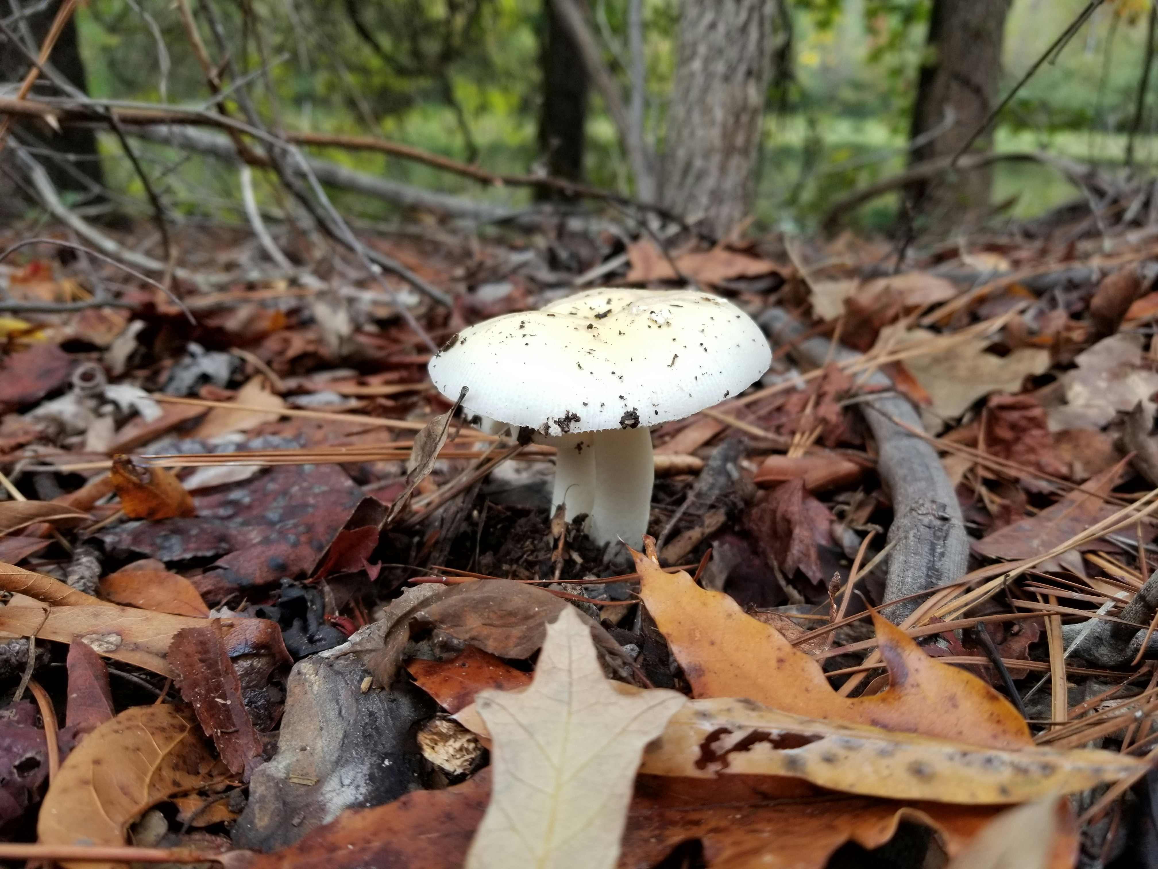 A solitary white mushroom stands amidst a carpet of autumn leaves in a forest setting. The natural environment highlights the contrast between the mushroom and its surroundings.