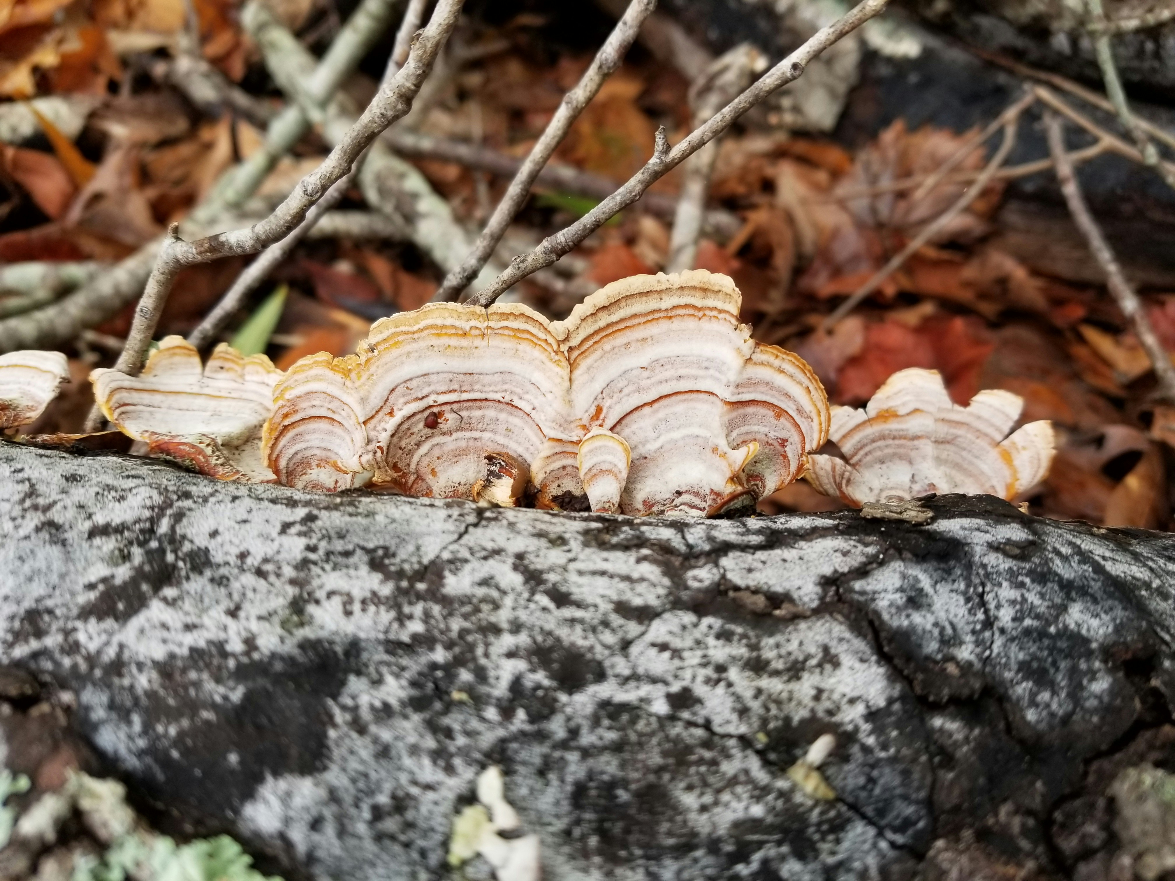 Close-up of shelf fungi growing on a weathered rock amid fallen autumn leaves.