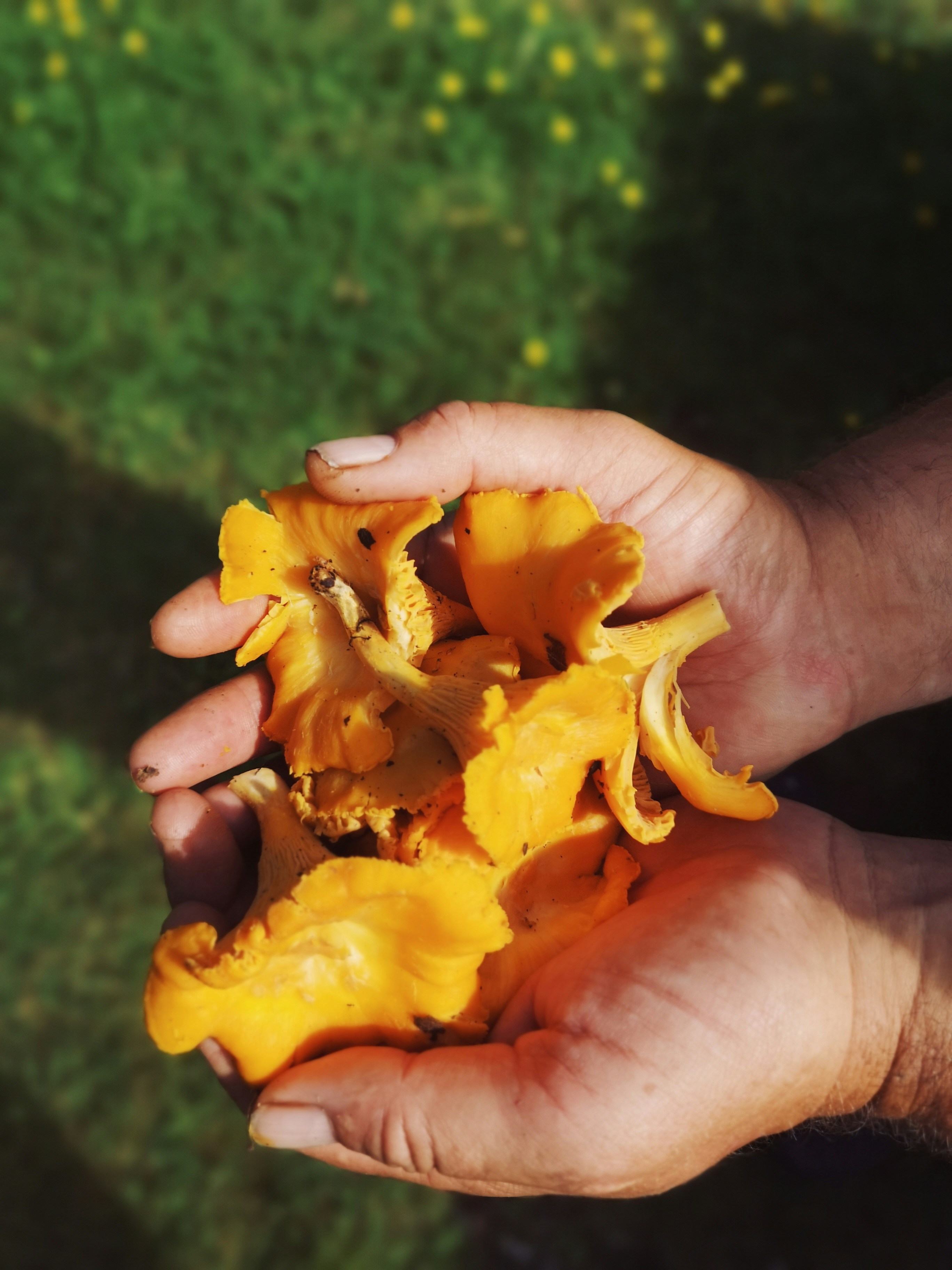 Hands Cradle Golden Chanterelles: A Moment of Harvest in Sunlit Grass