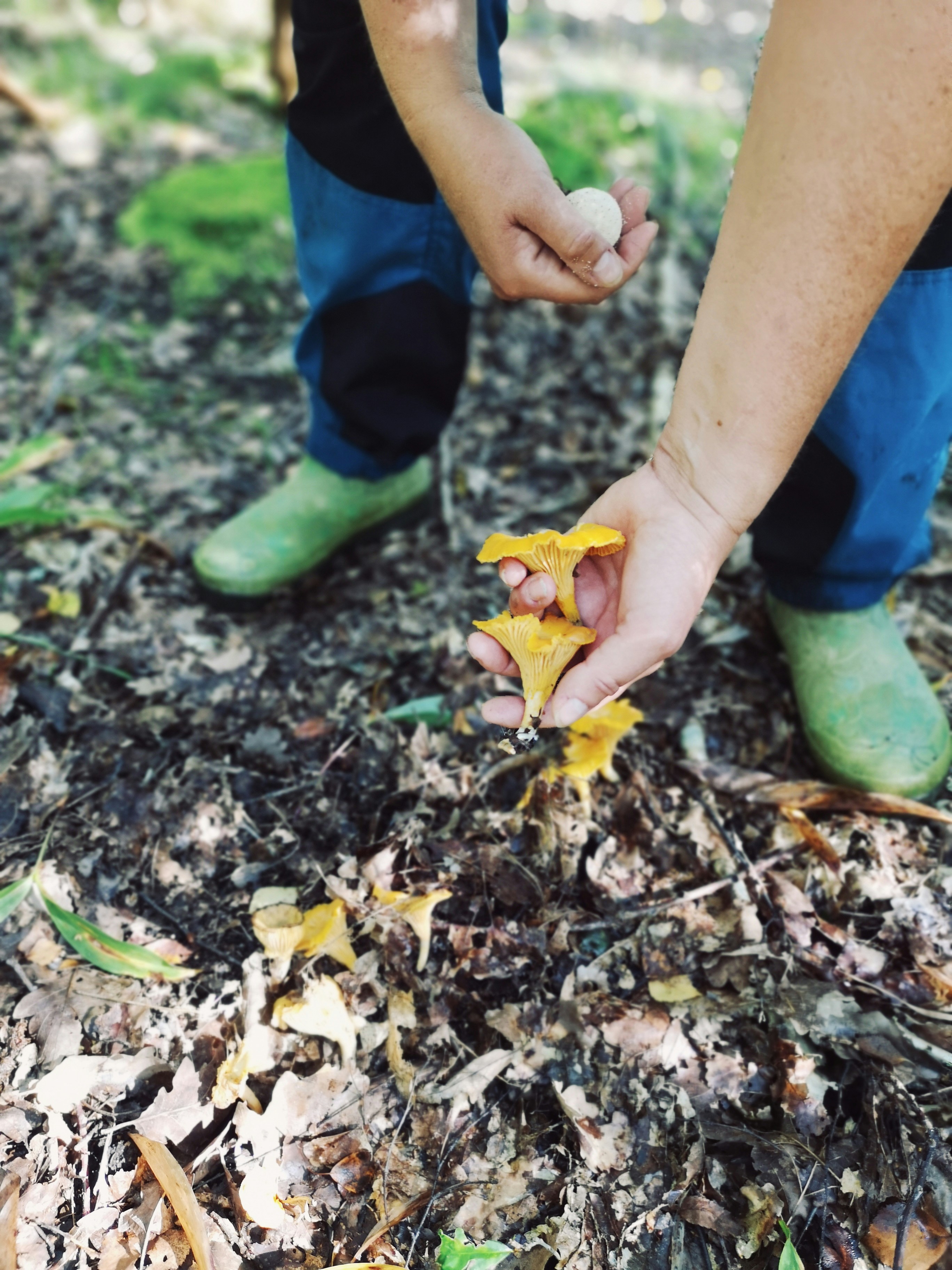 Hands Harvesting Autumn Leaves: A Child’s Toy Flower Waited Among Roots