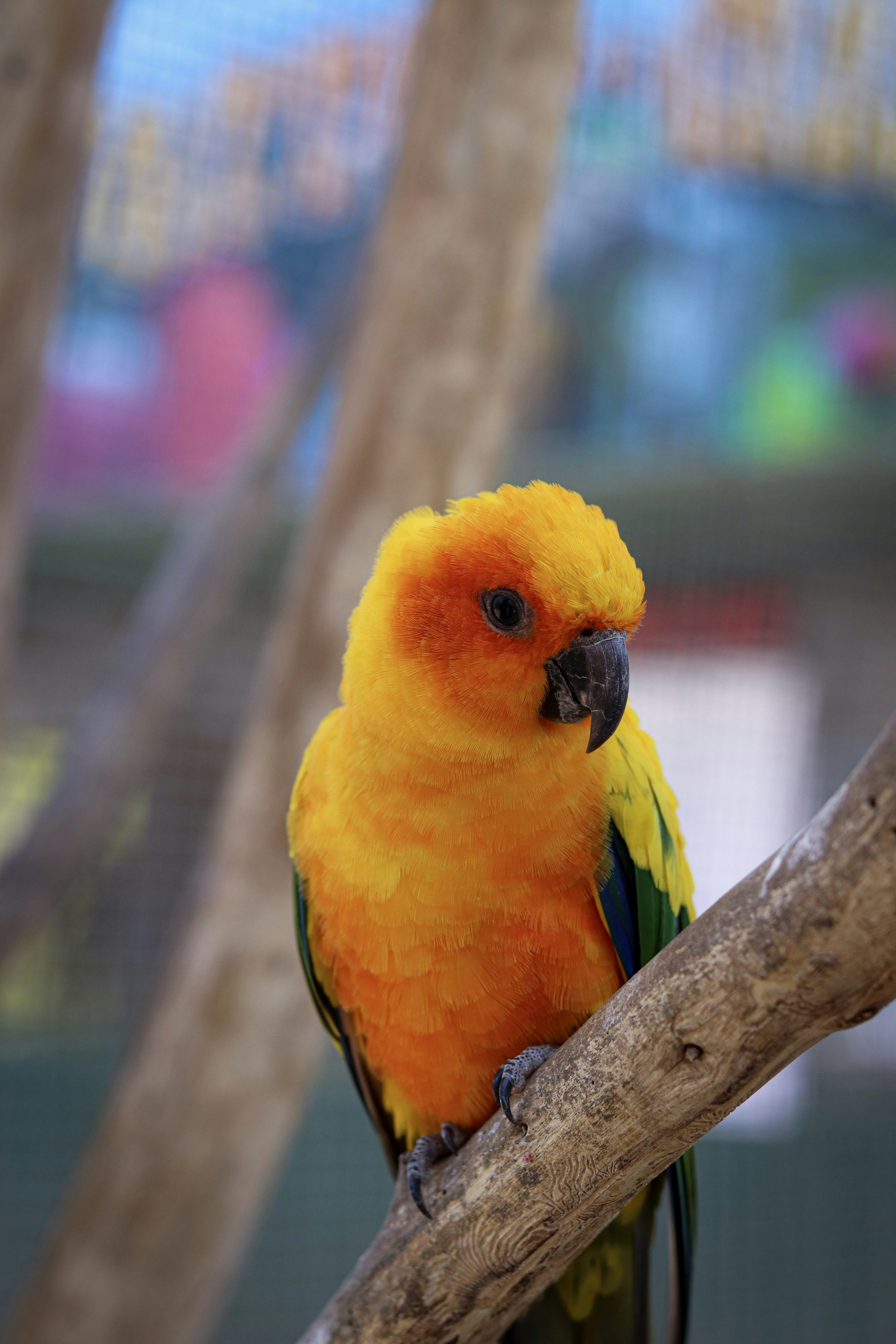 Colorful sun conure perched on a branch, showcasing its bright plumage against a blurred background.