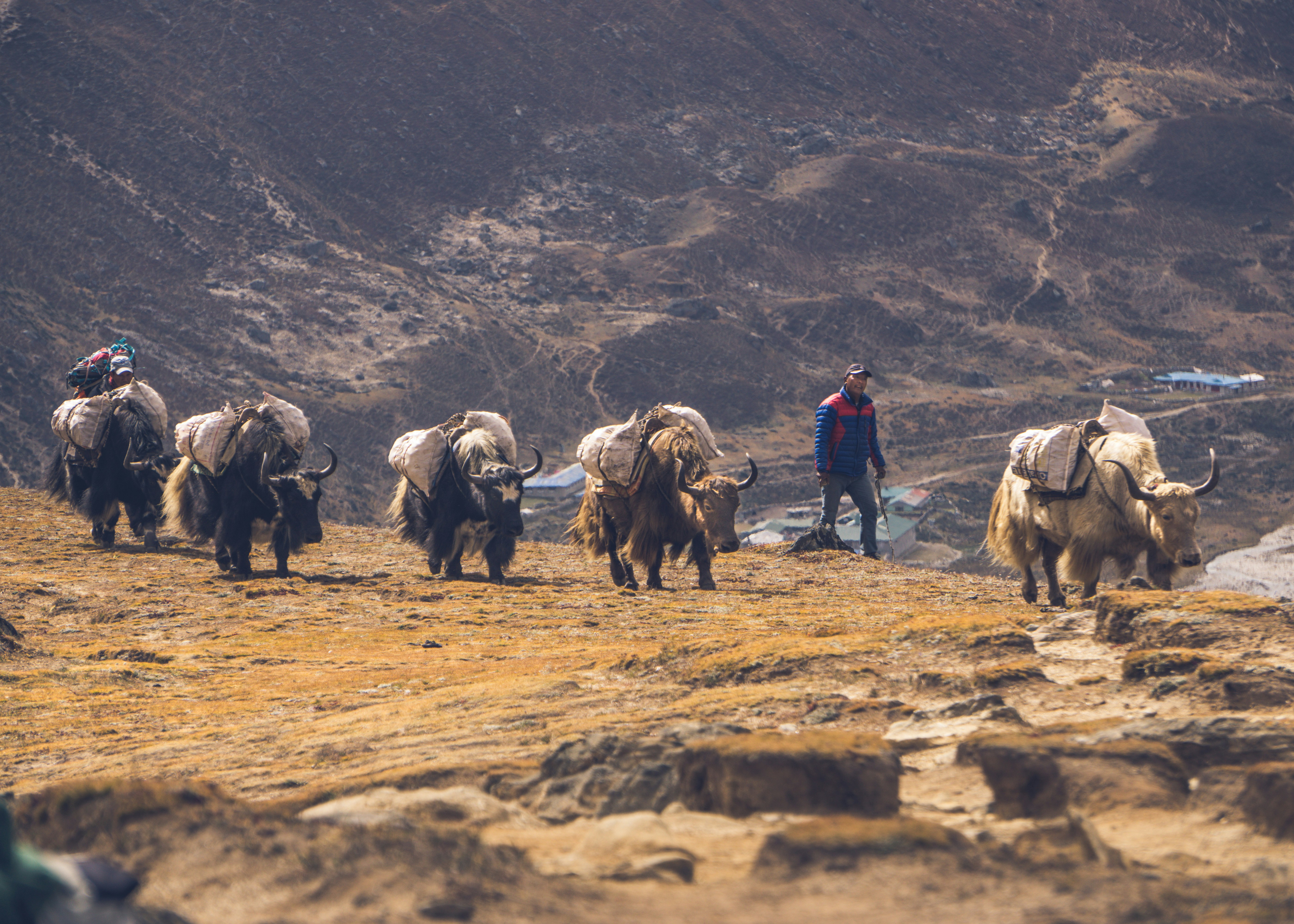 Foto Cinco reses marrones caminando – Imagen Gris gratis en Unsplash
