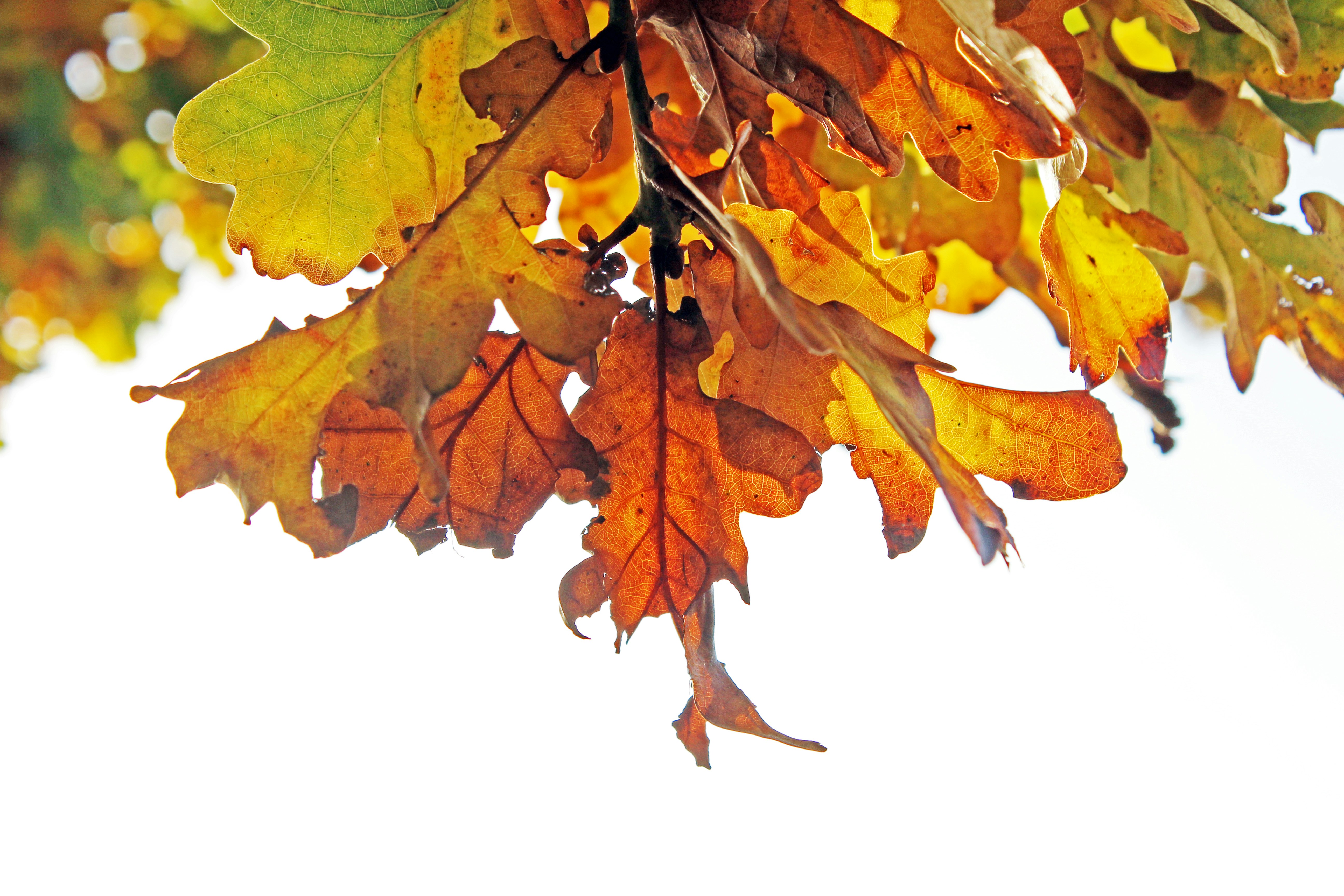 Autumn Leaves Loom: A Branch Framing Beneath a Bright Sky