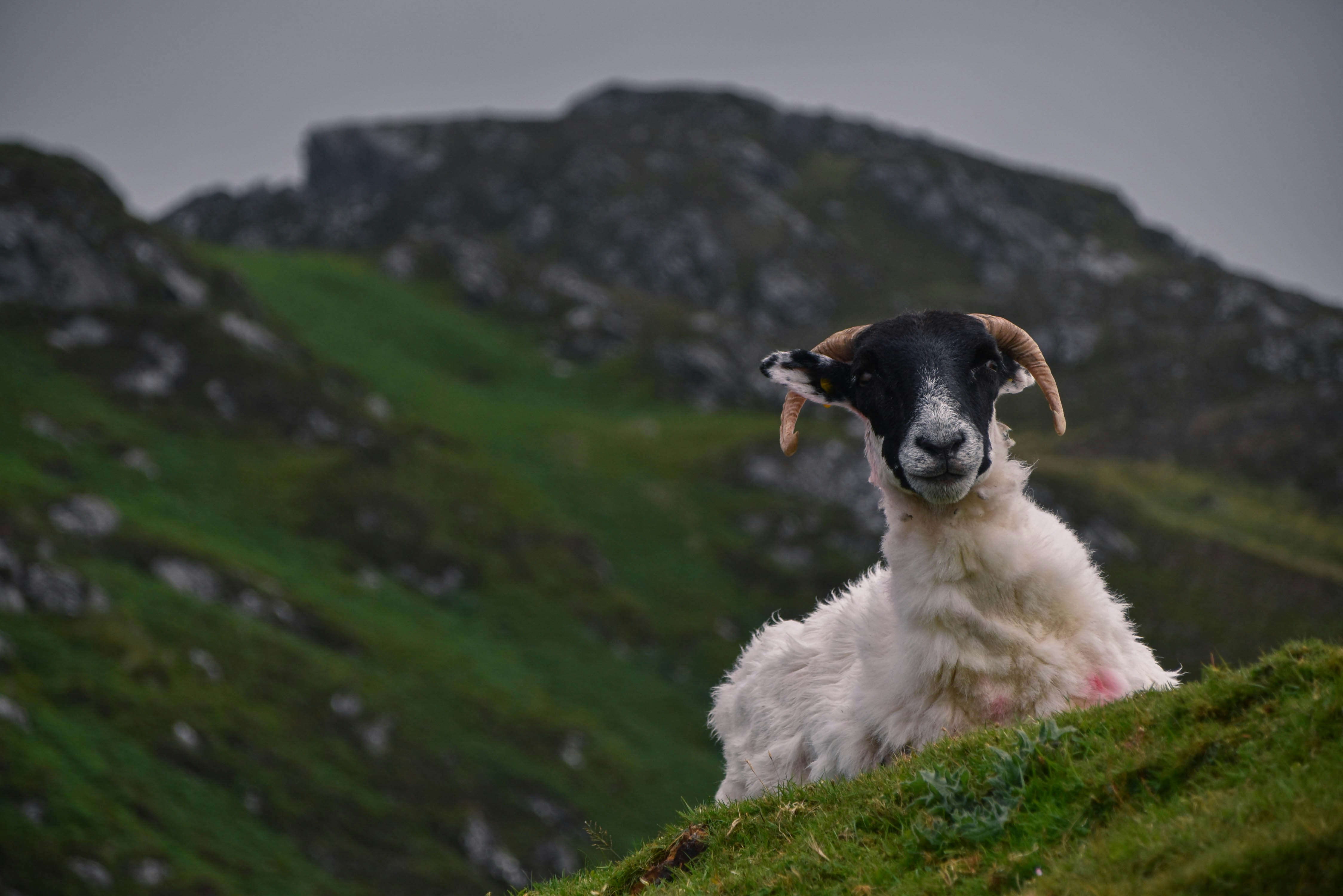 Moorland Guardian: A Sheep on the Mossy Ridge