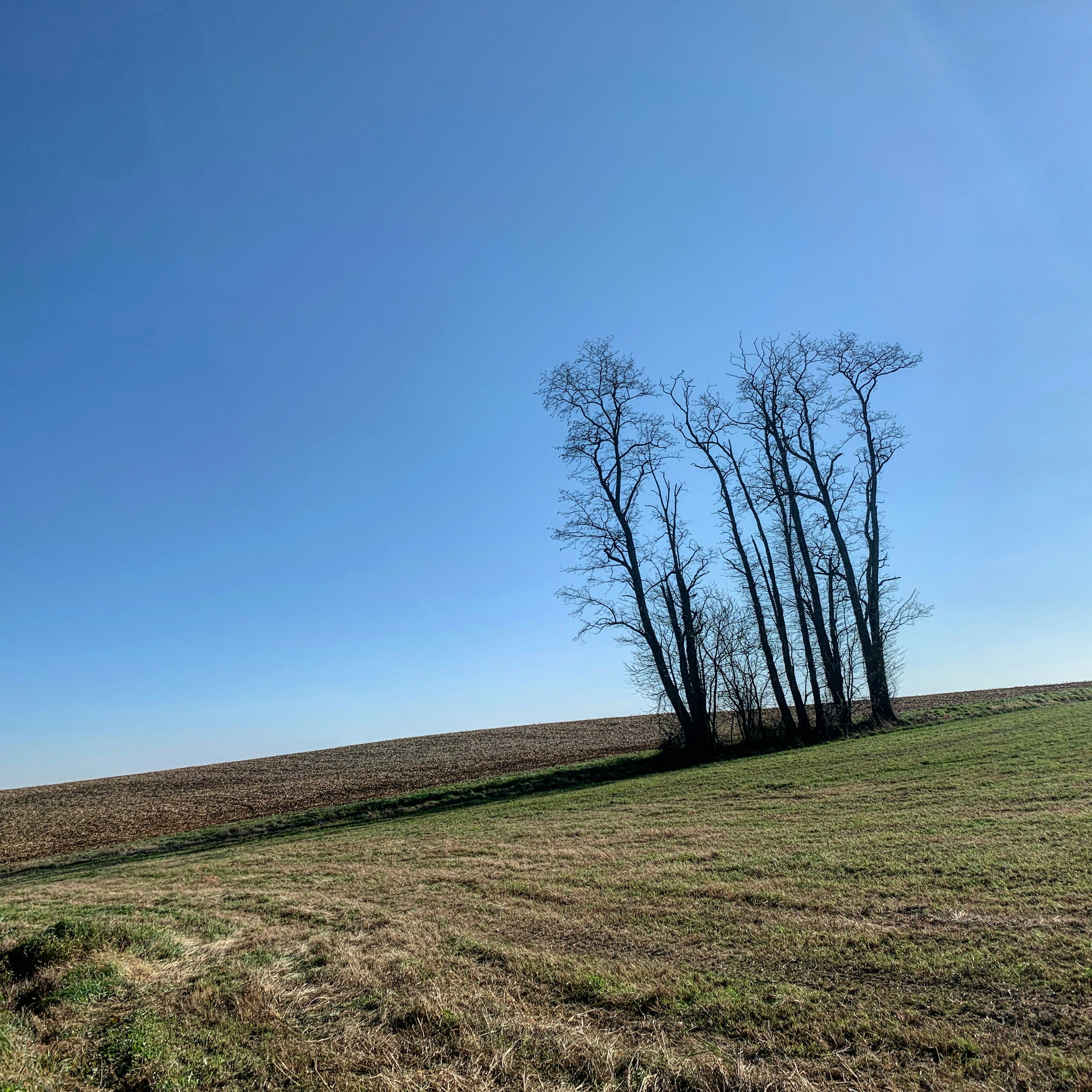 A cluster of bare trees stands against a clear blue sky, framed by gently rolling fields. The horizon hints at the vastness beyond.