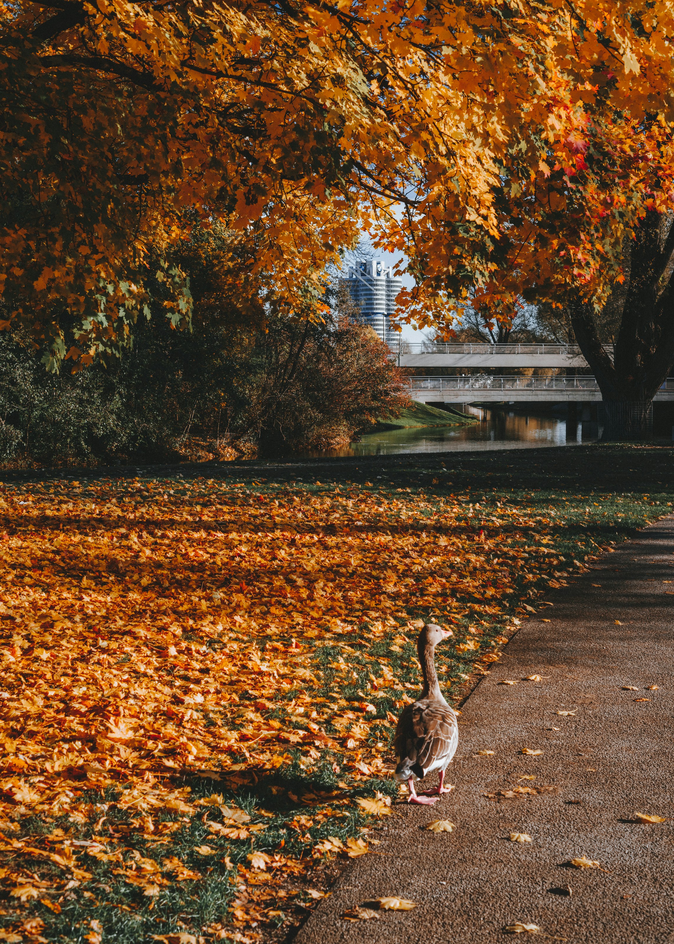 A goose strolls along a leaf-covered path, framed by vibrant autumn foliage and a serene waterway in the background.