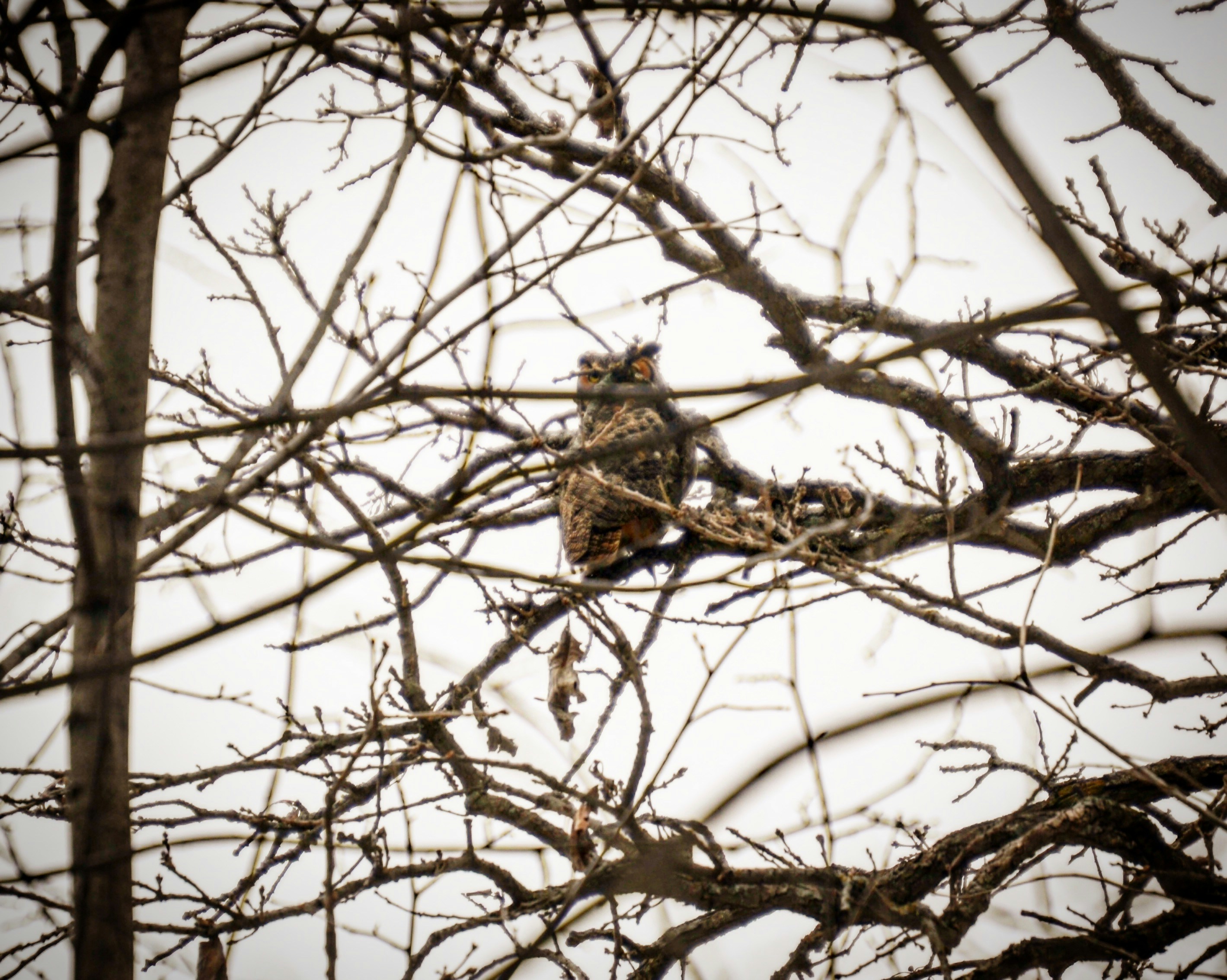 Brown owl on withered tree photo – Free Winter Image on Unsplash