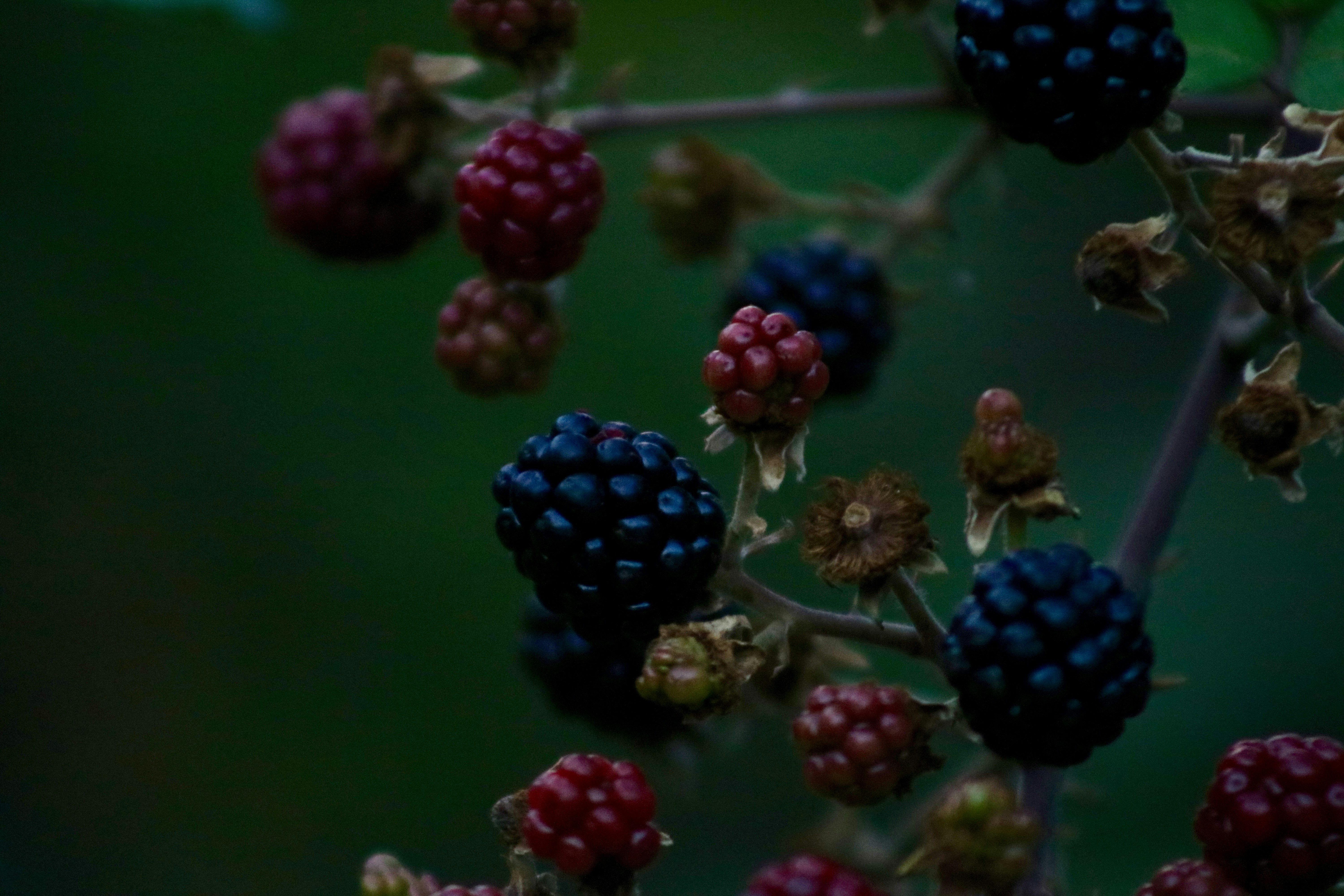 Moonlit Cluster: Close-Up of Ripe and Half-Ripe Blackberries