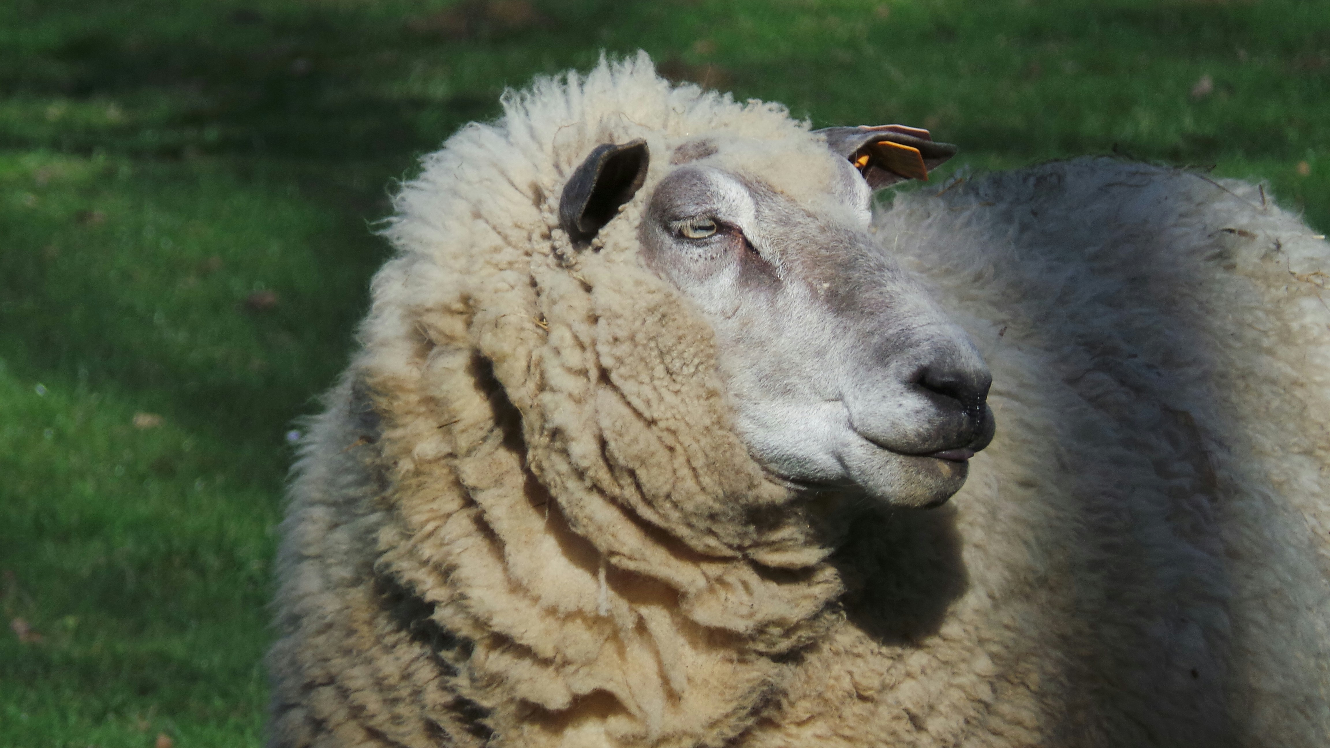 Fluffy sheep resting in a sunlit pasture, showcasing its peaceful demeanor amidst vibrant green grass.