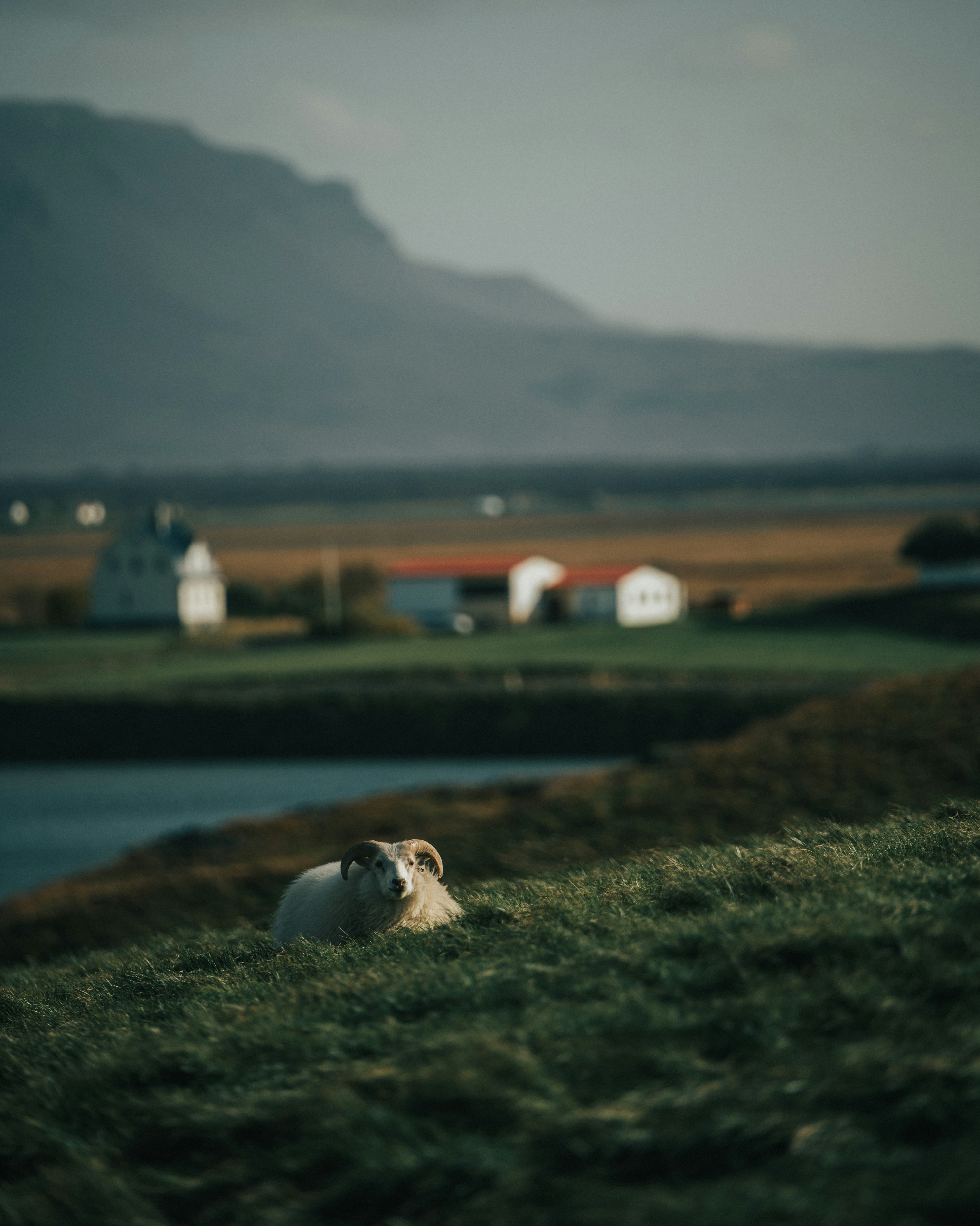 Lone Sheep on a Quiet Coastal Verge
