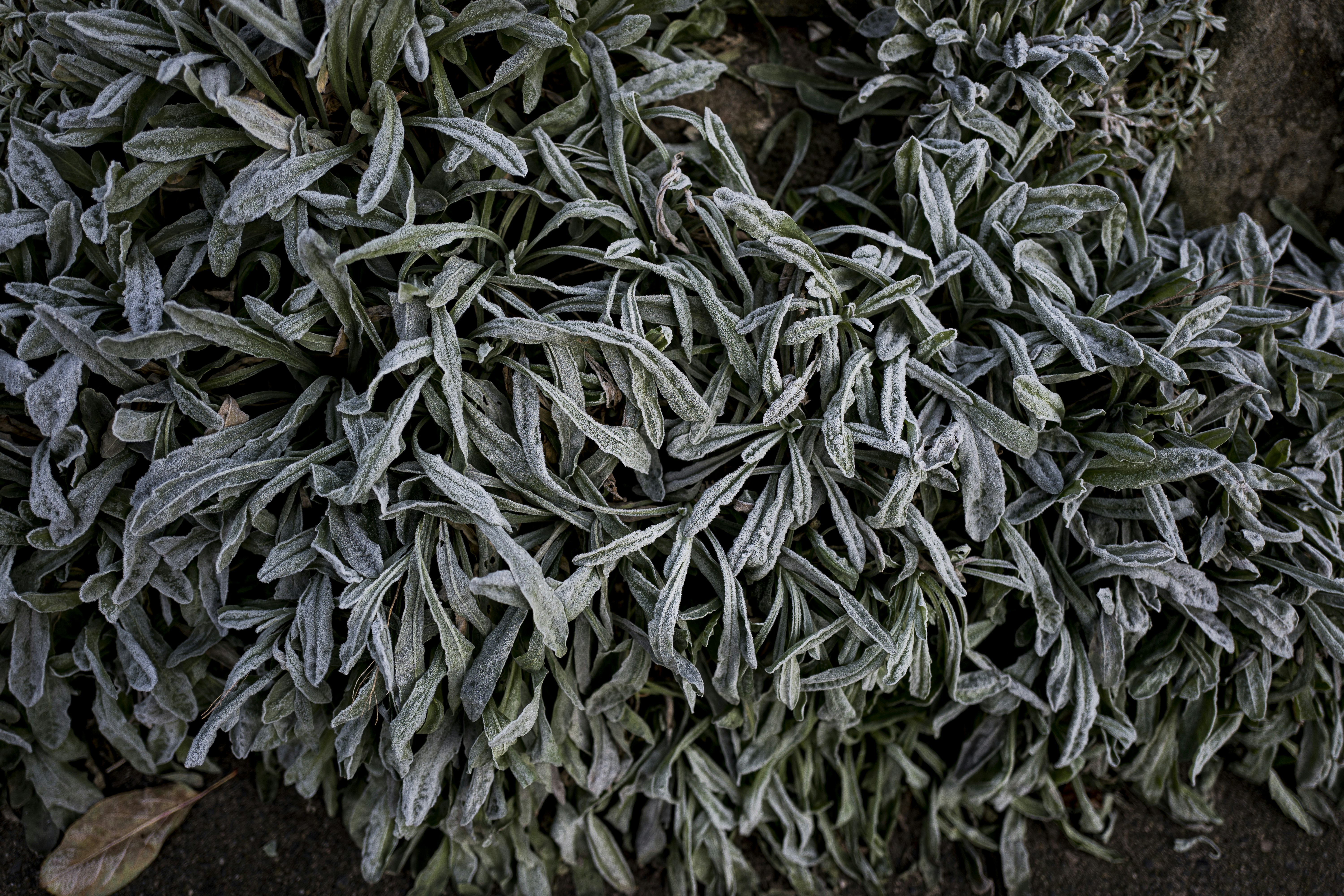 Frost-covered leaves creating a textured pattern on a cold morning.