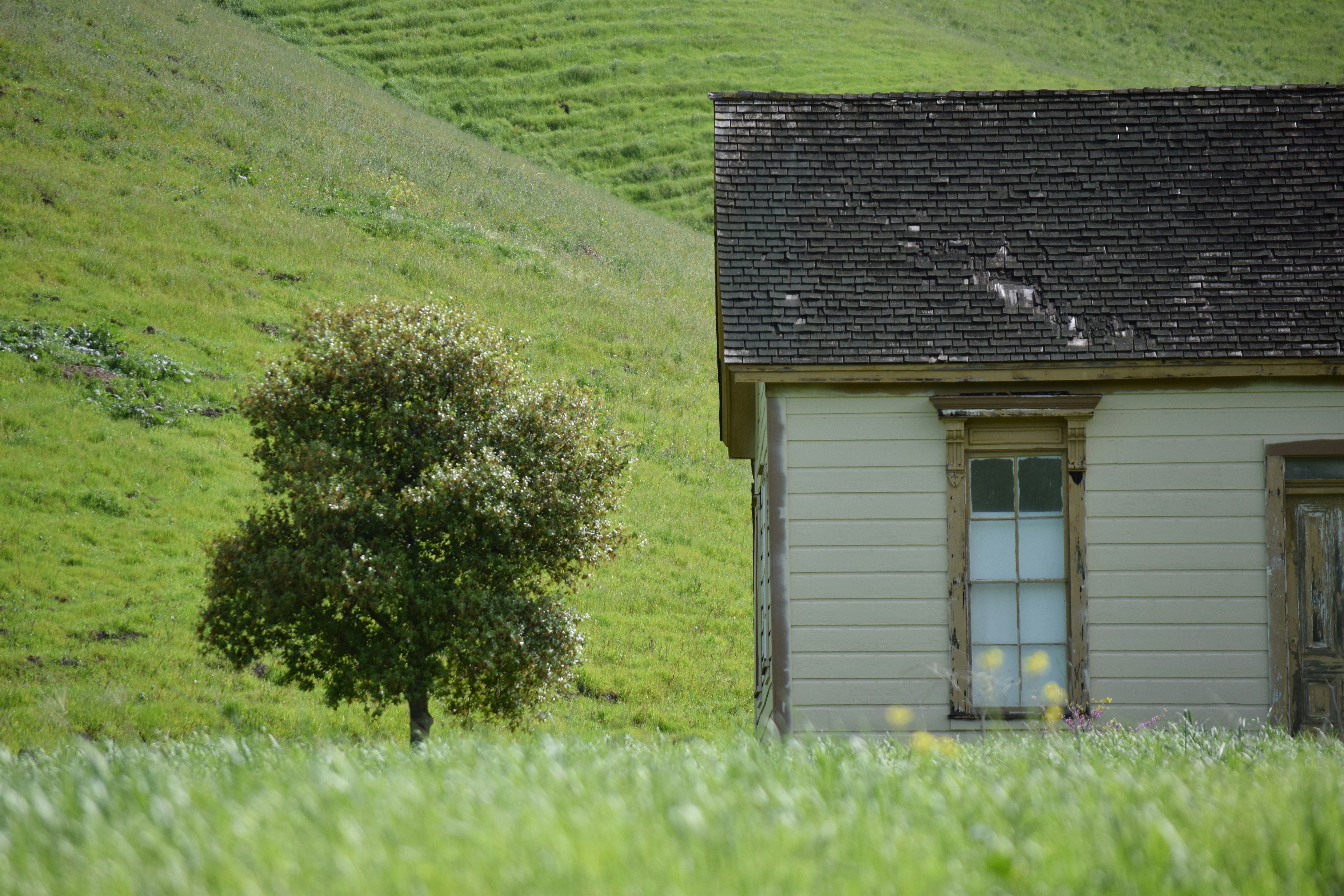 Lonely tree beside an old wooden cottage on a lush green hillside.