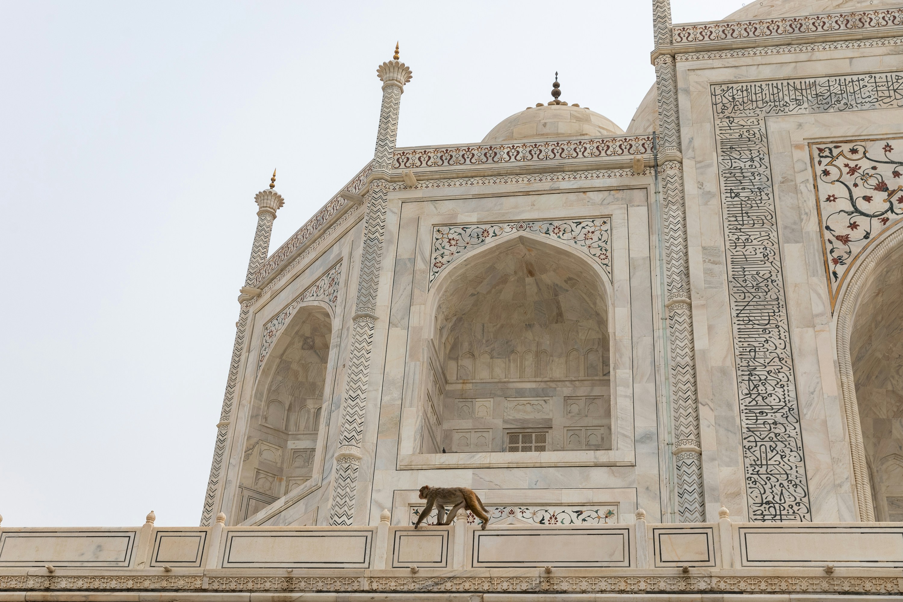 Lone Dog on a Carved Marble Veranda Beneath Ornate Arches