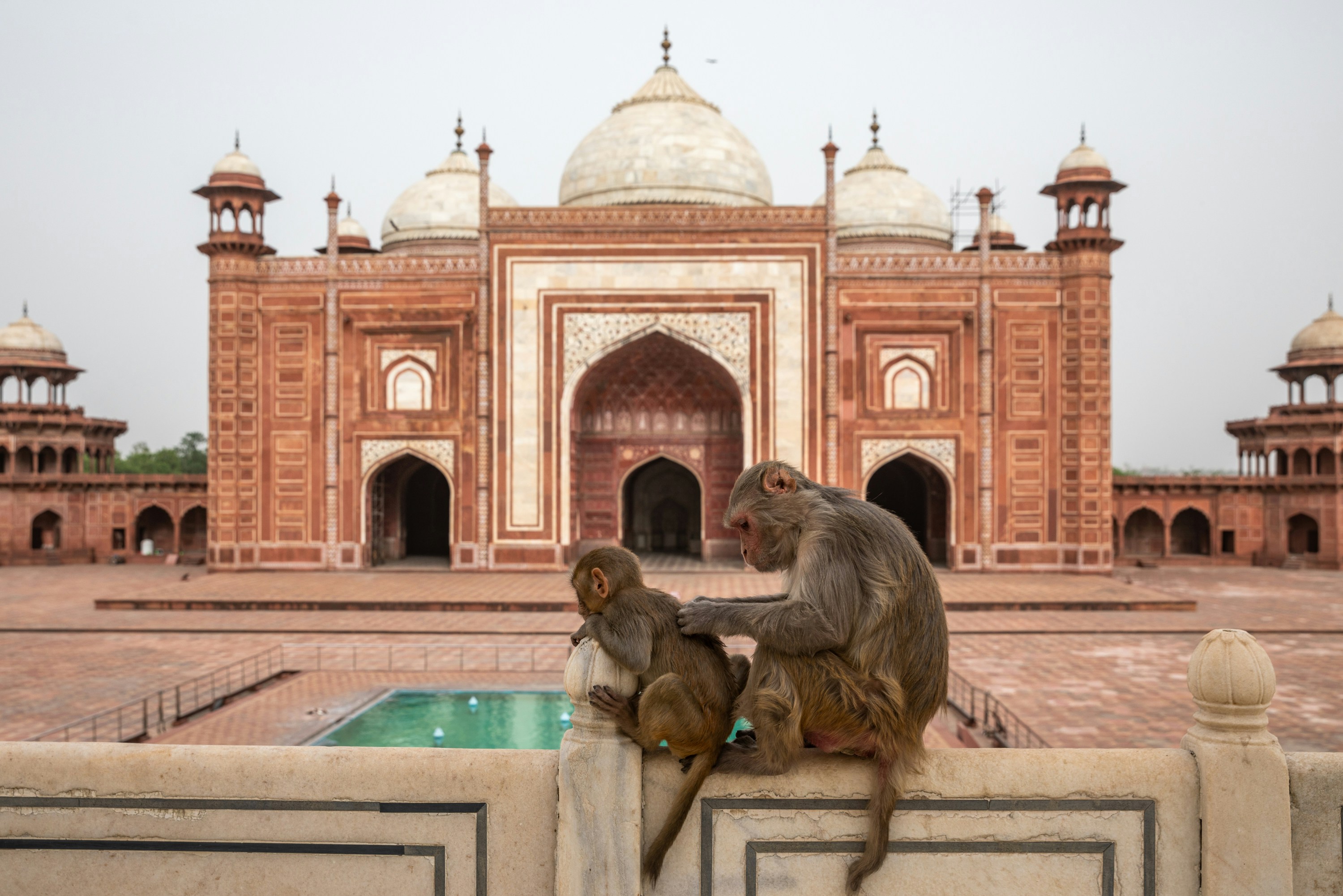 a couple of monkeys sitting on top of a stone wall