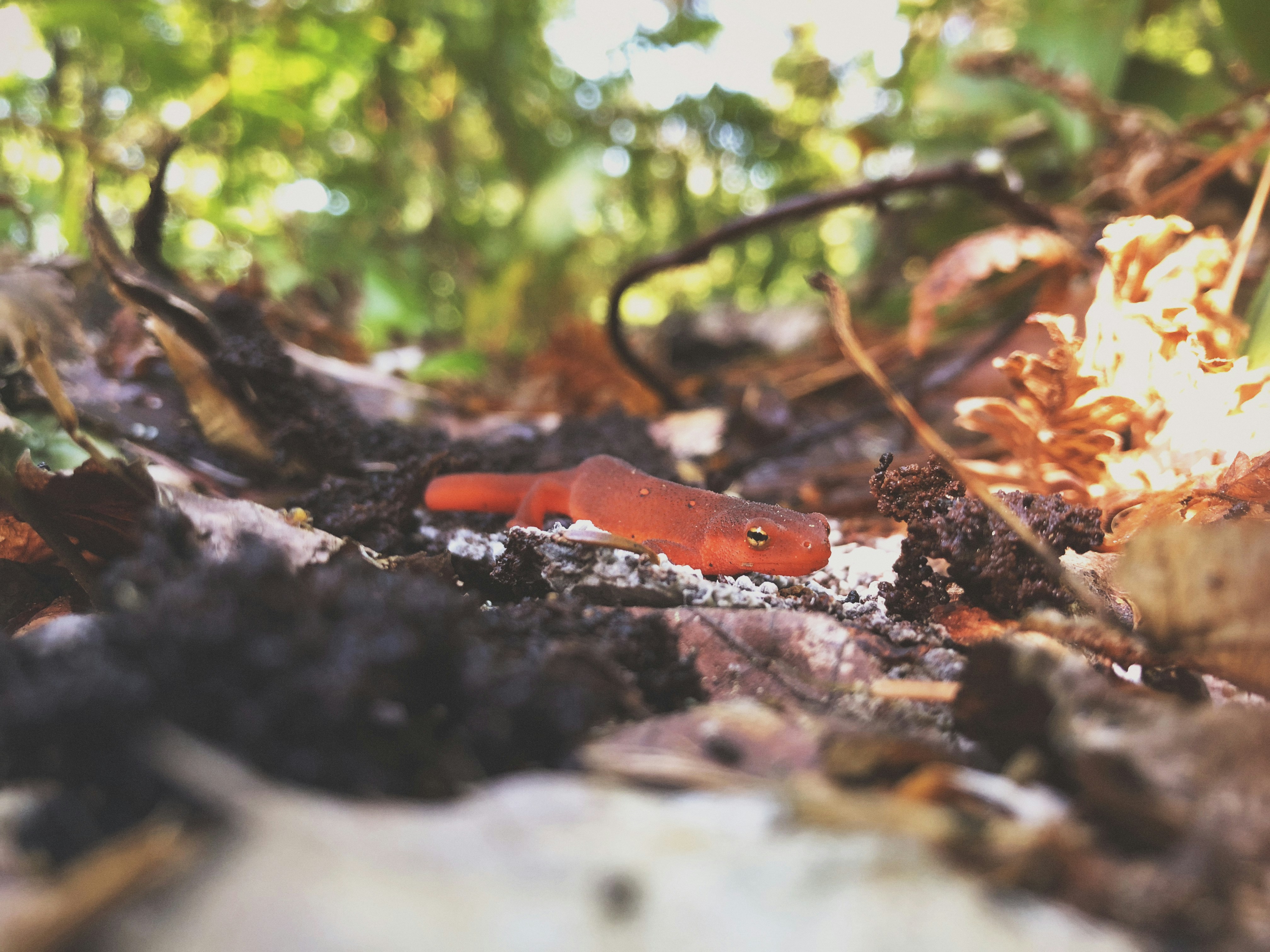 Cigarette butt in sunlit forest floor, reclaimed by moss and ash