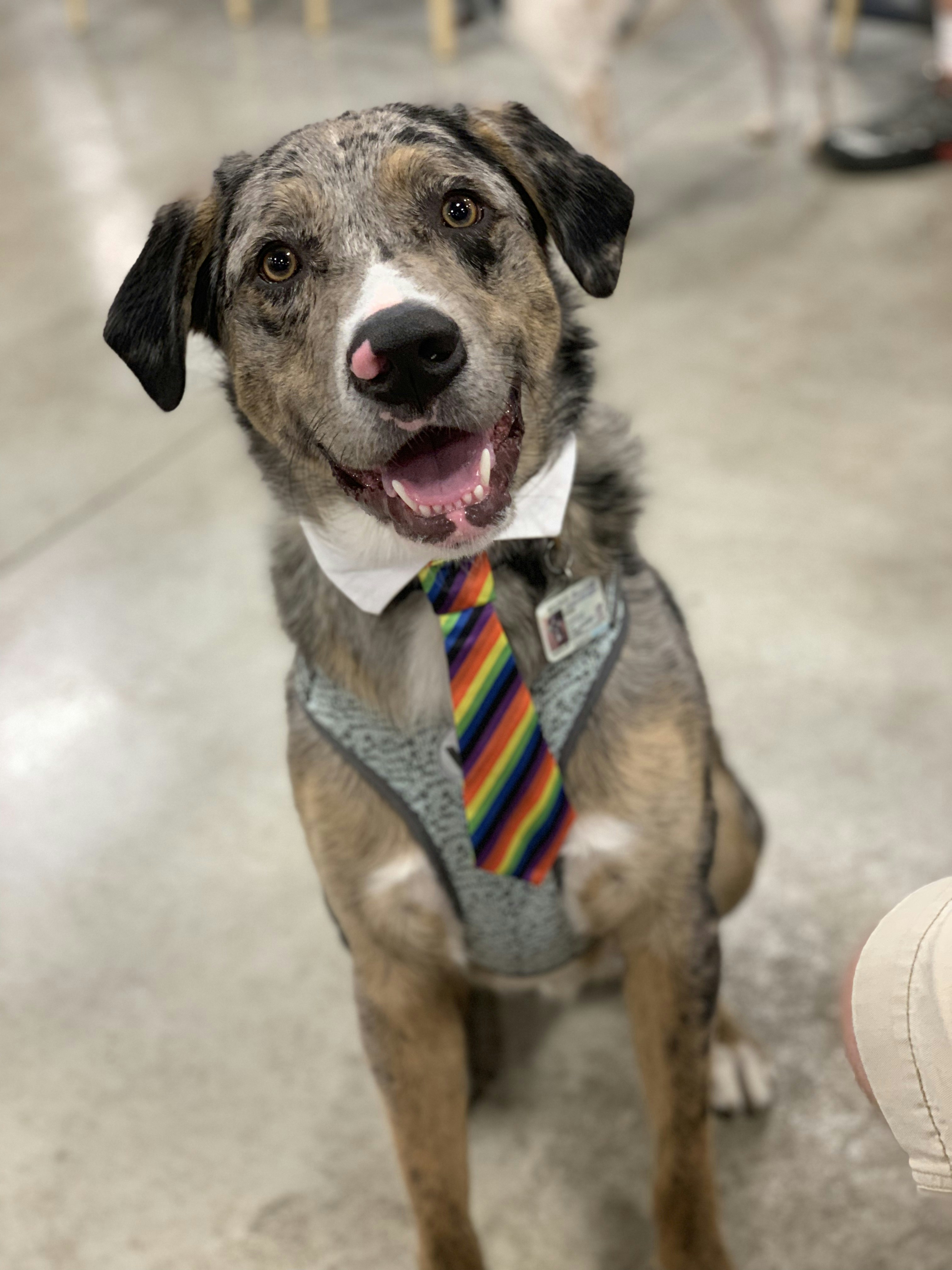 A Dapper Greeting: Dog in a Rainbow Tie Brightens the Aisle