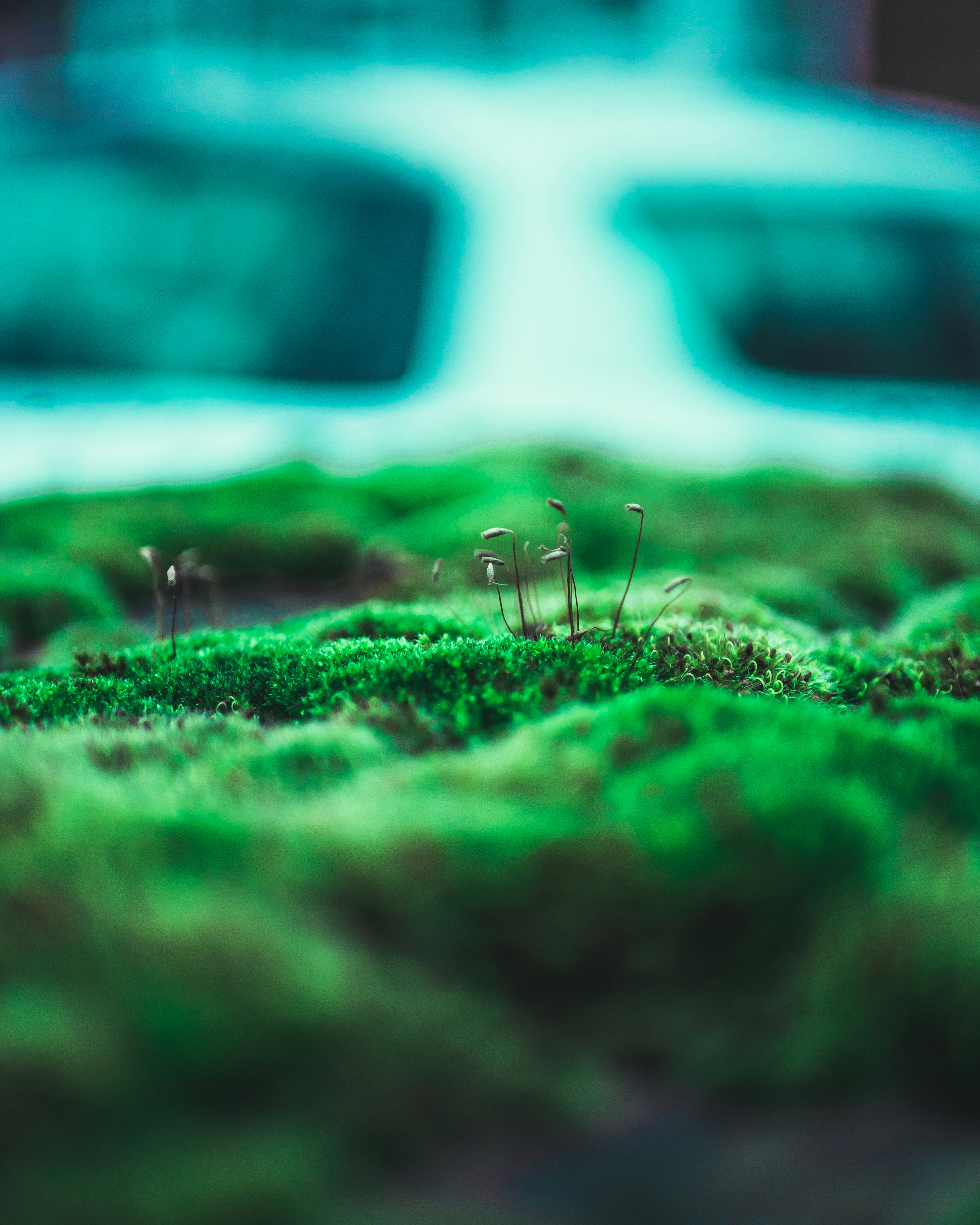 Close-up of vibrant moss with delicate sporophytes in sharp focus while a blurred neon-green backdrop hints at an urban setting.