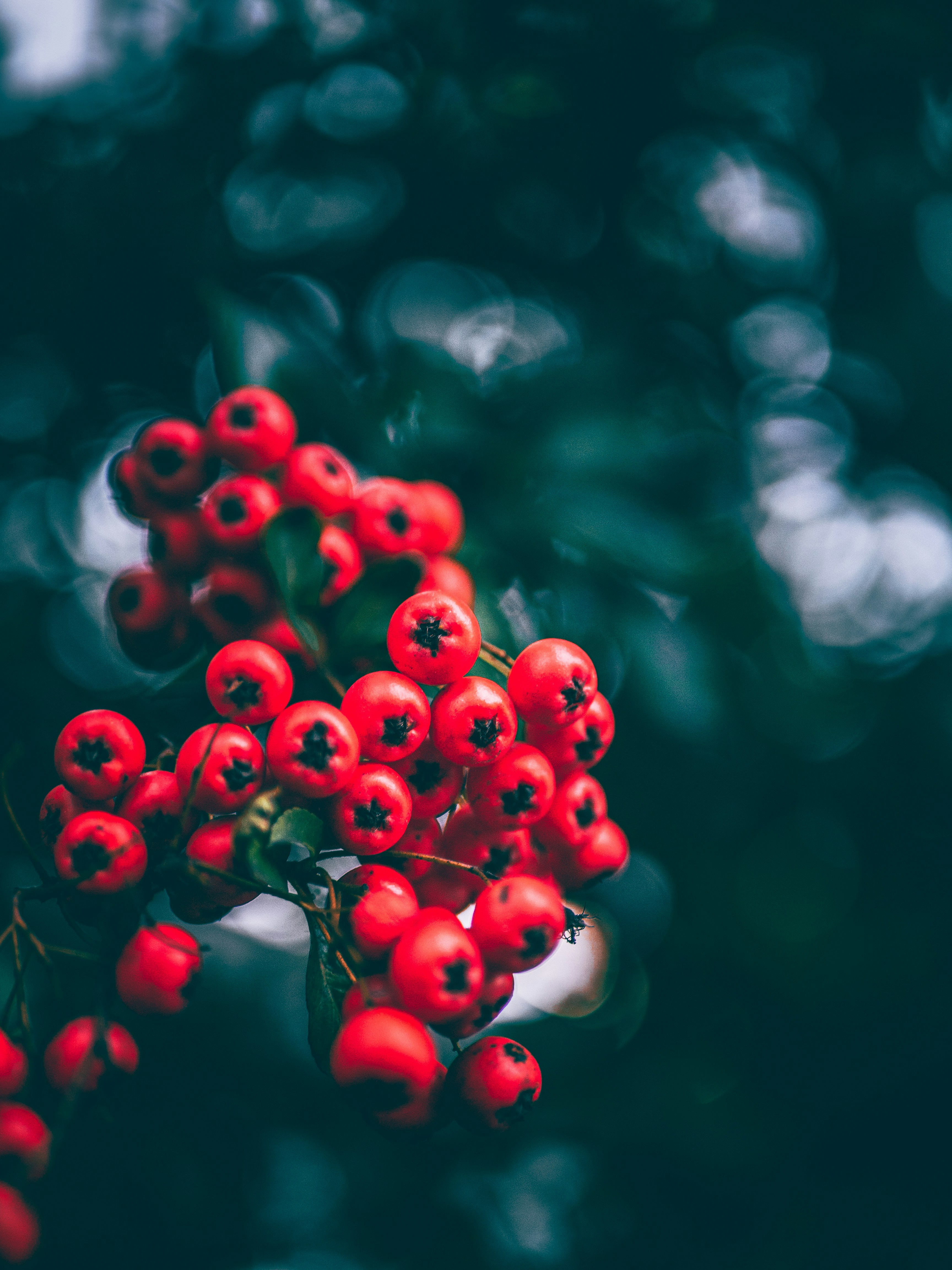 Vibrant red berries clustered together against a softly blurred green background, creating a serene botanical scene.