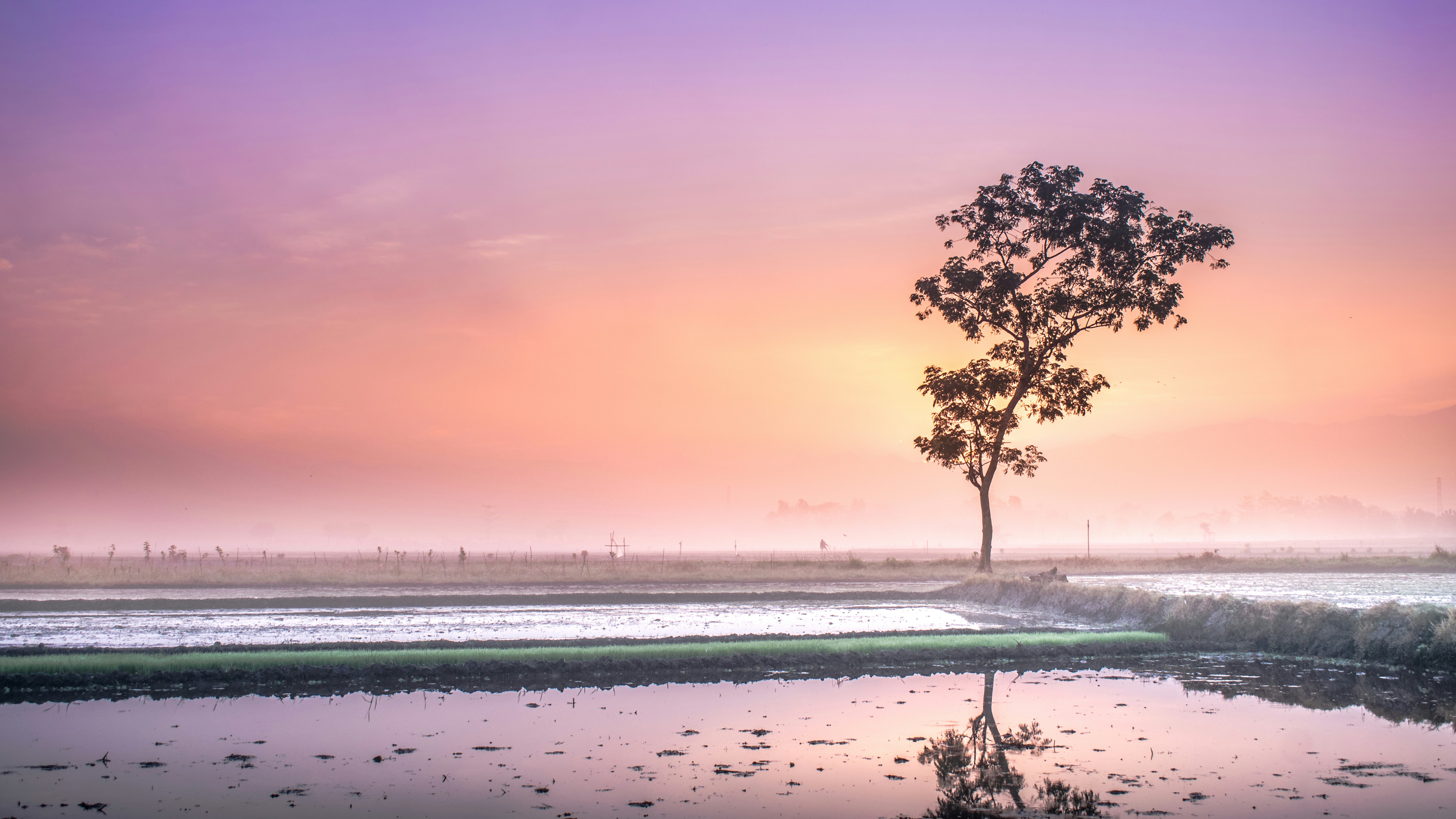 rice field, pond and lone tree at sunrise