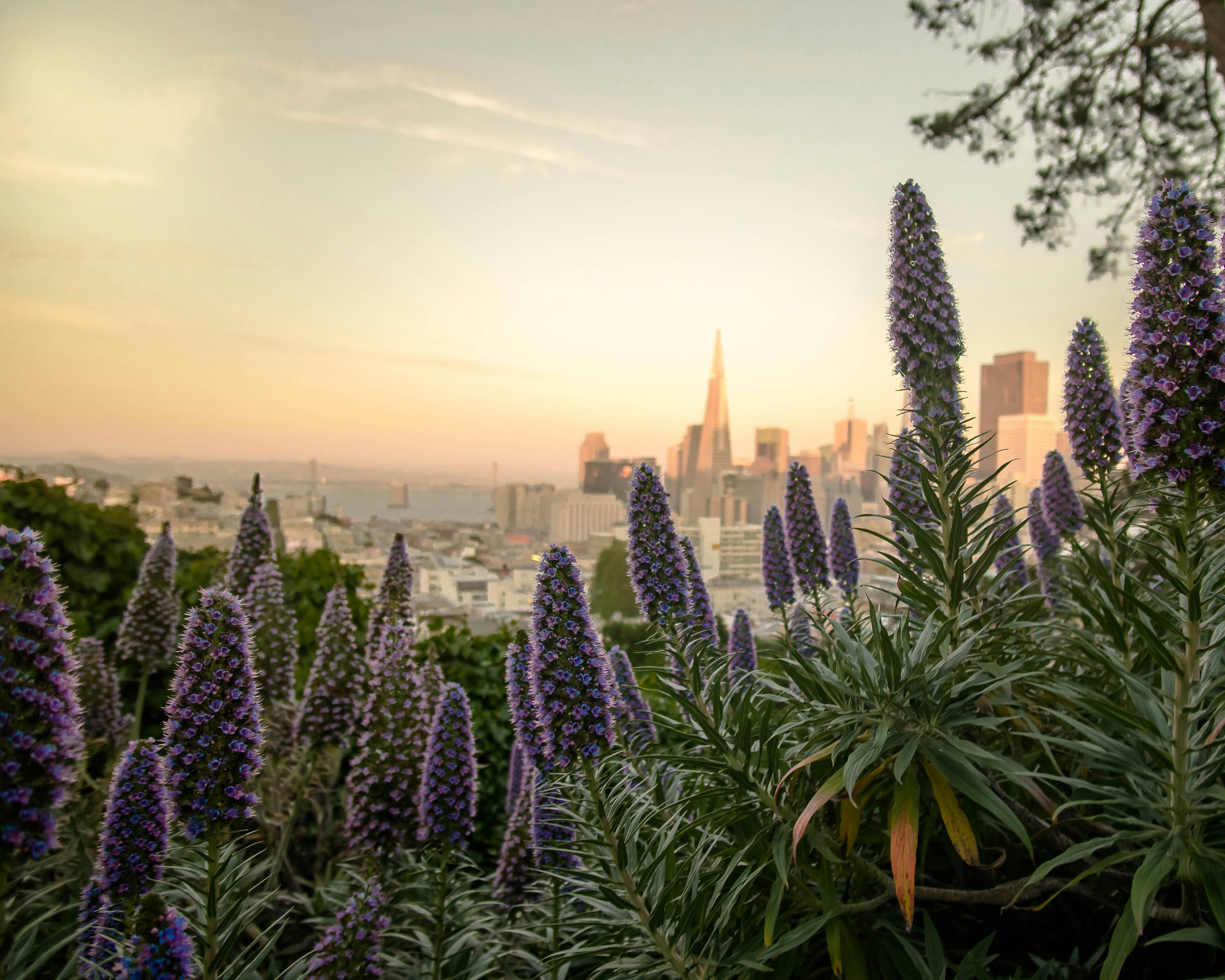 Purple lupine flowers in the foreground with a city skyline at sunset.