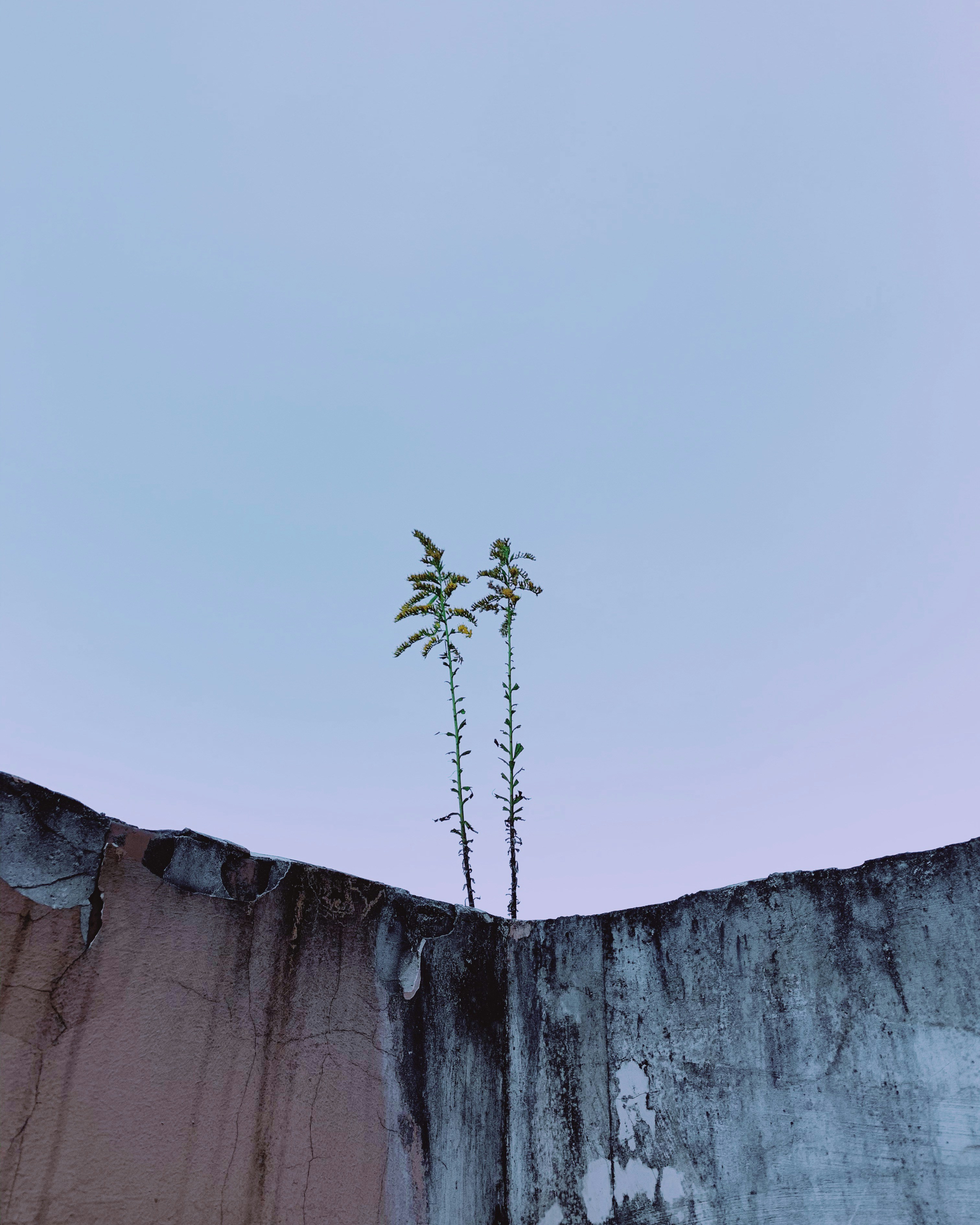 two green tree on mountain