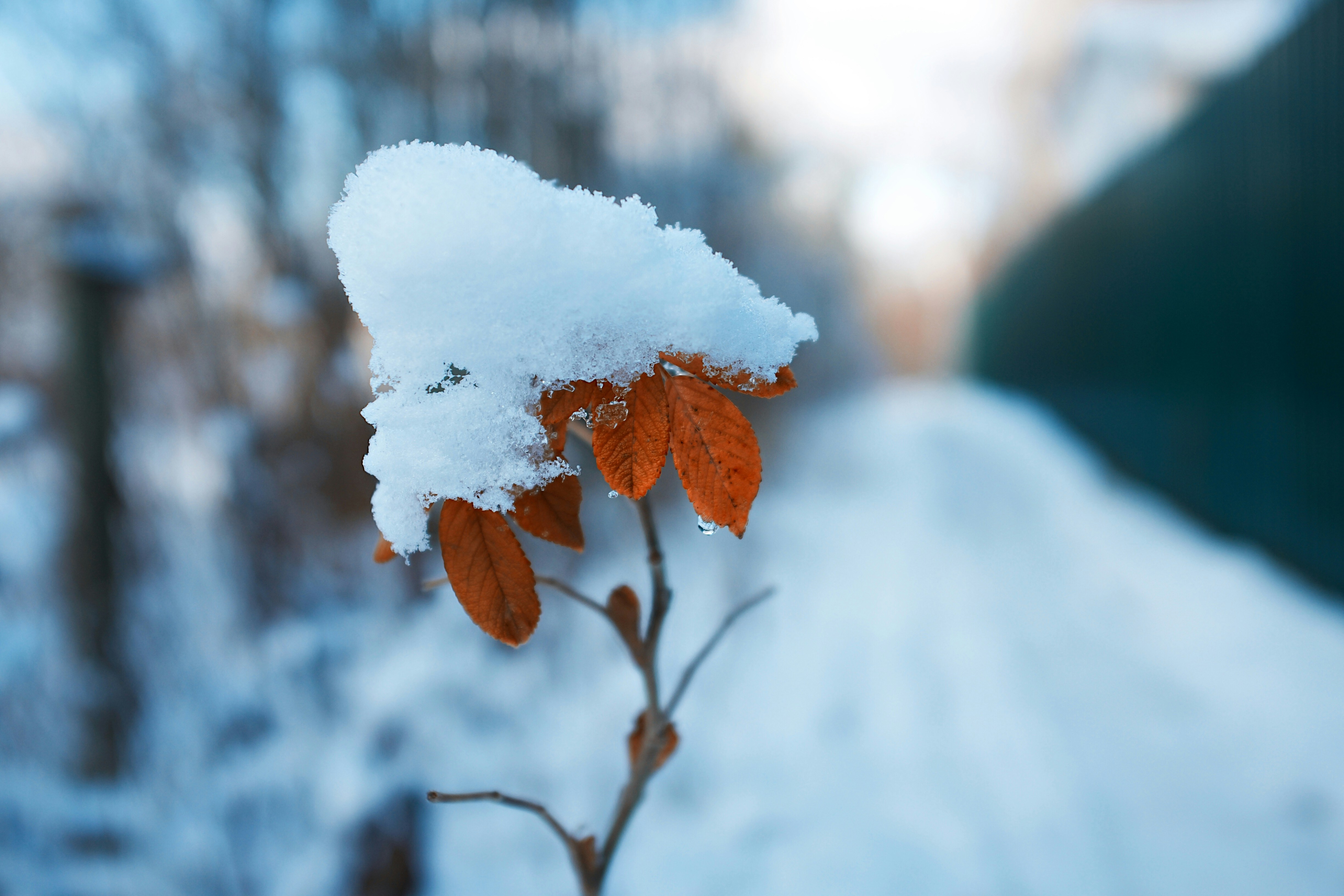 Winter's Embrace on Autumn's Remnant