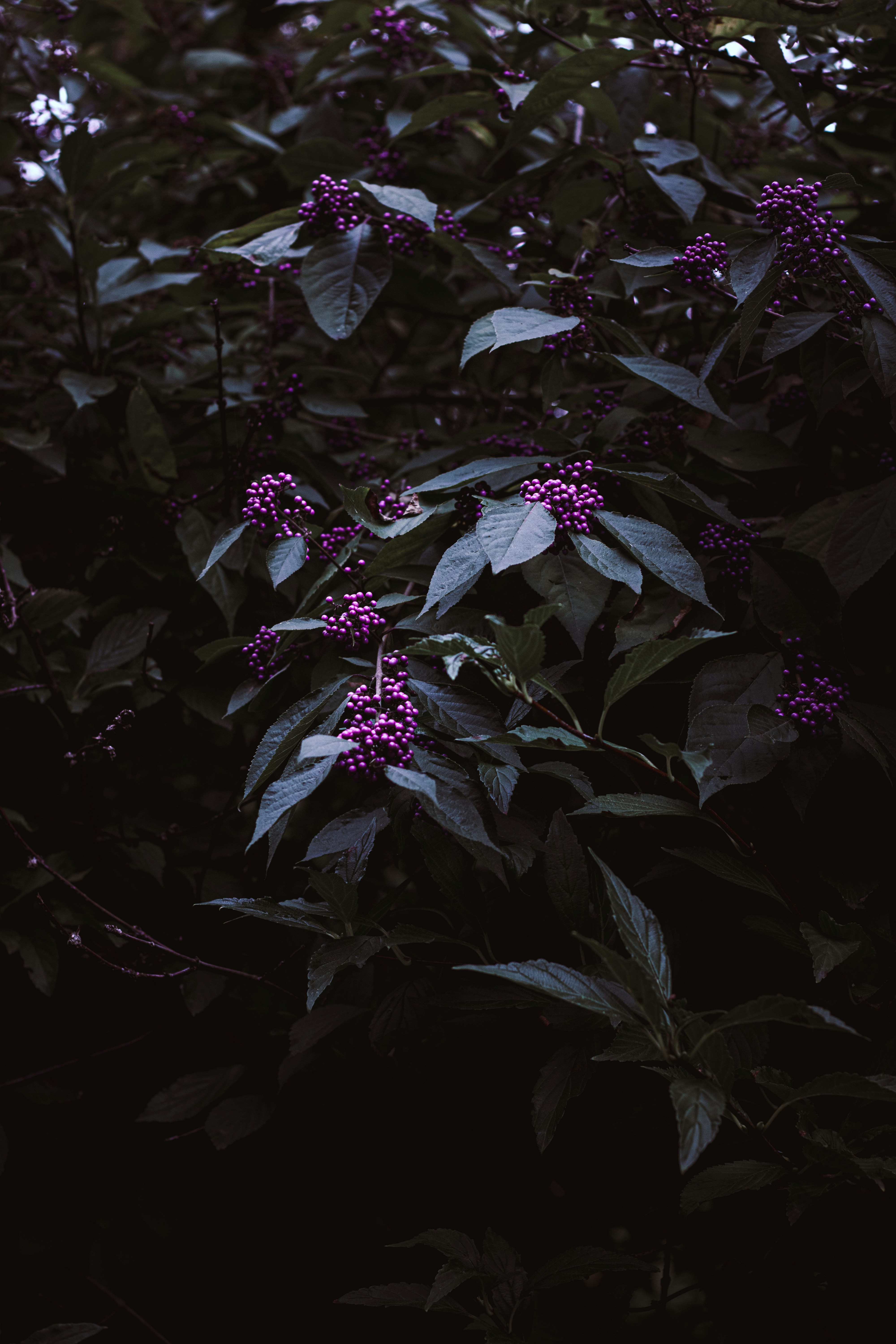 Midnight Bunches: Purple Berries Amid Dense Foliage