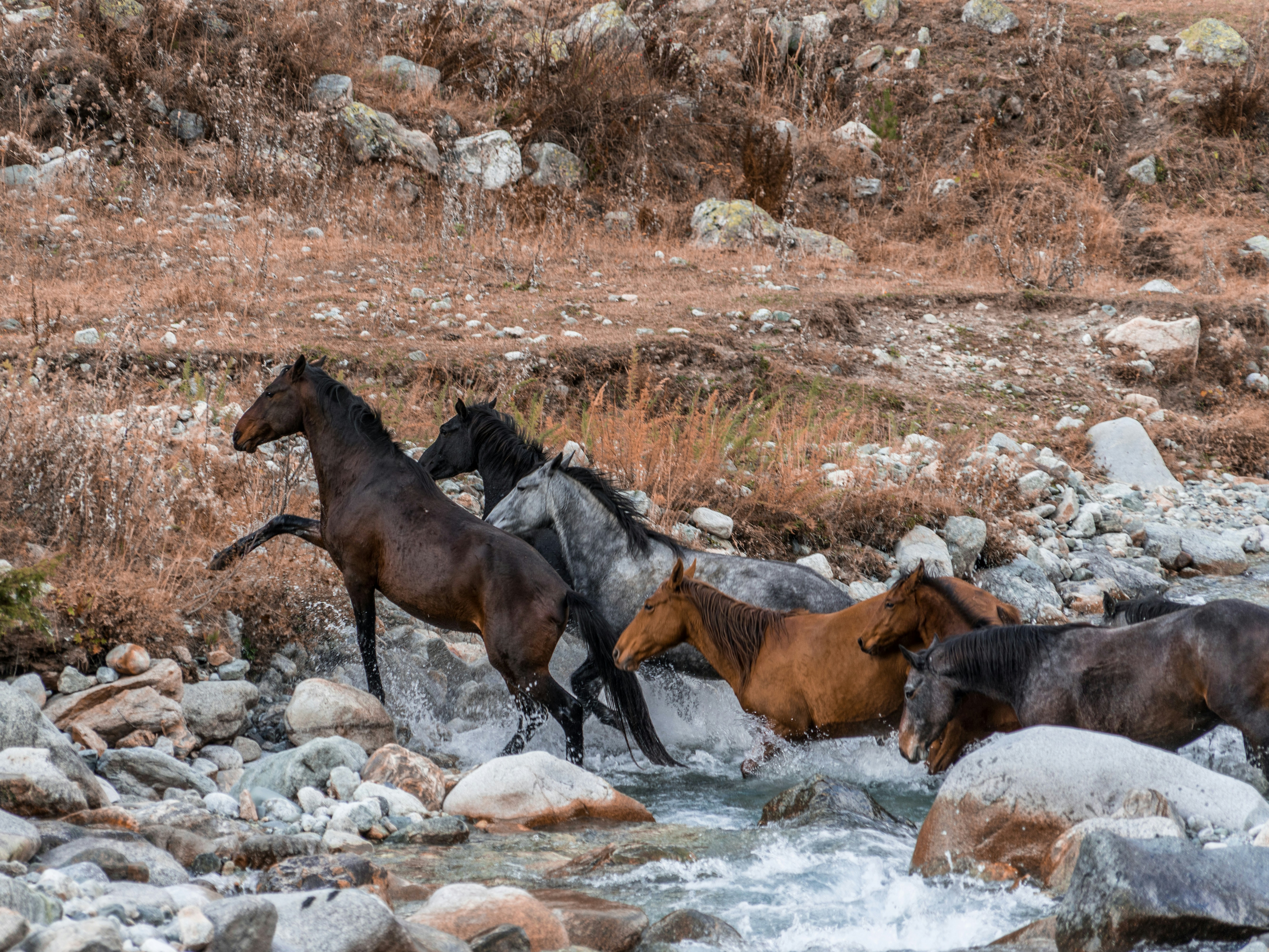 Crossing Currents: Galloping Horses Across a Rocky Riverbed