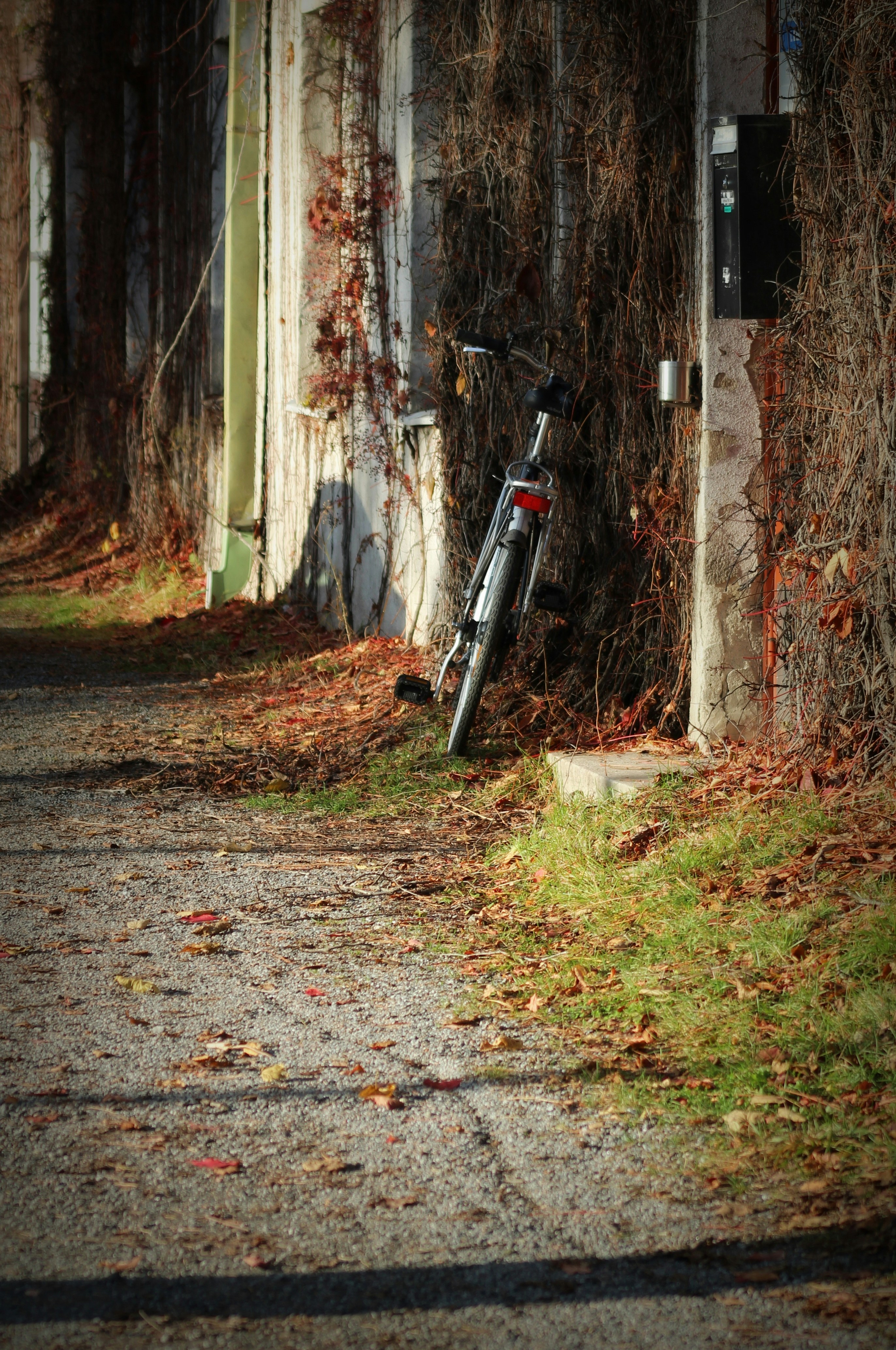 A solitary bicycle rests against a vine-covered wall, surrounded by fallen leaves and a quiet path. The scene evokes a sense of nostalgia and tranquility.