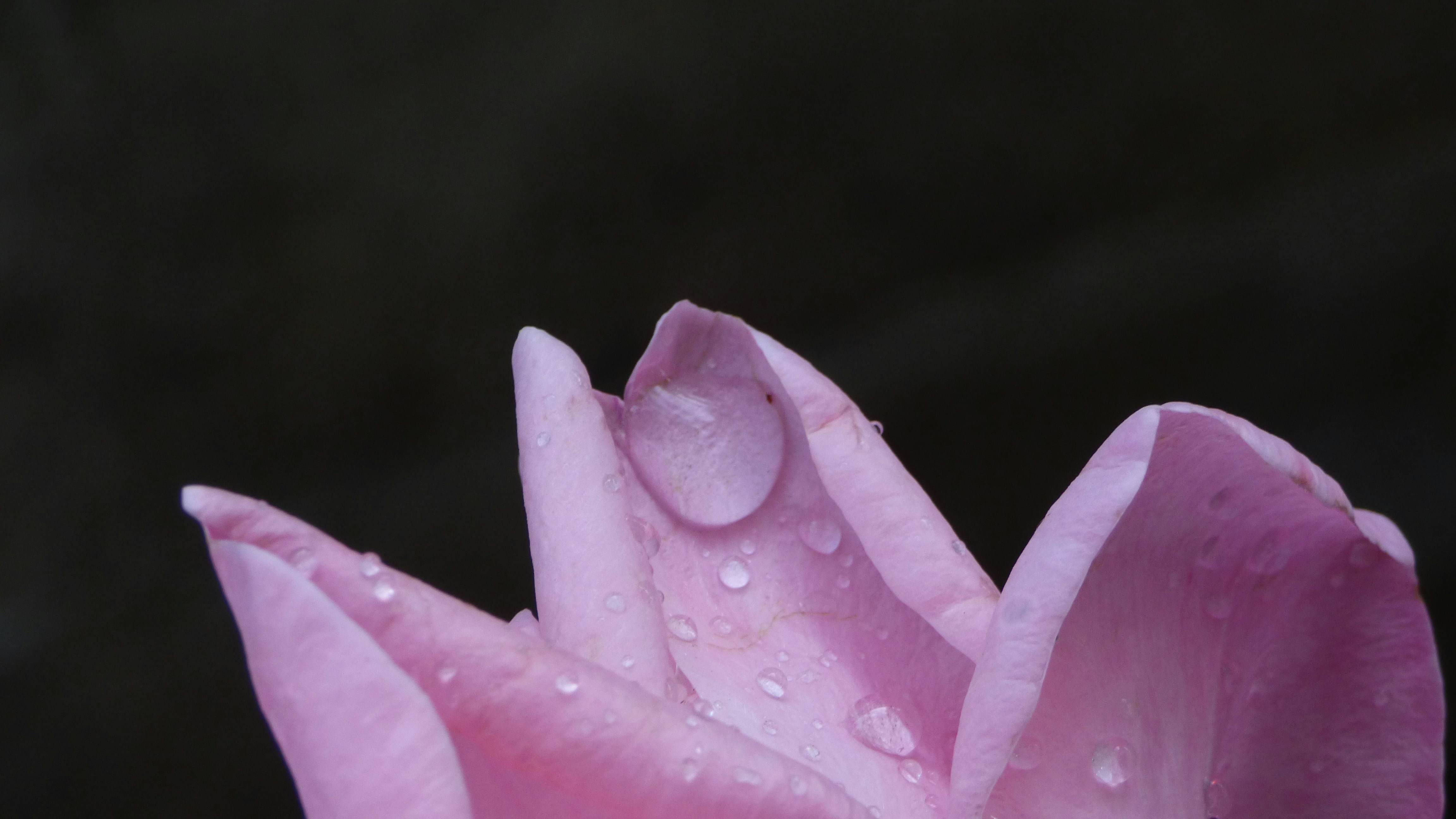A delicate pink rose petal adorned with droplets of water, set against a softly blurred dark background.