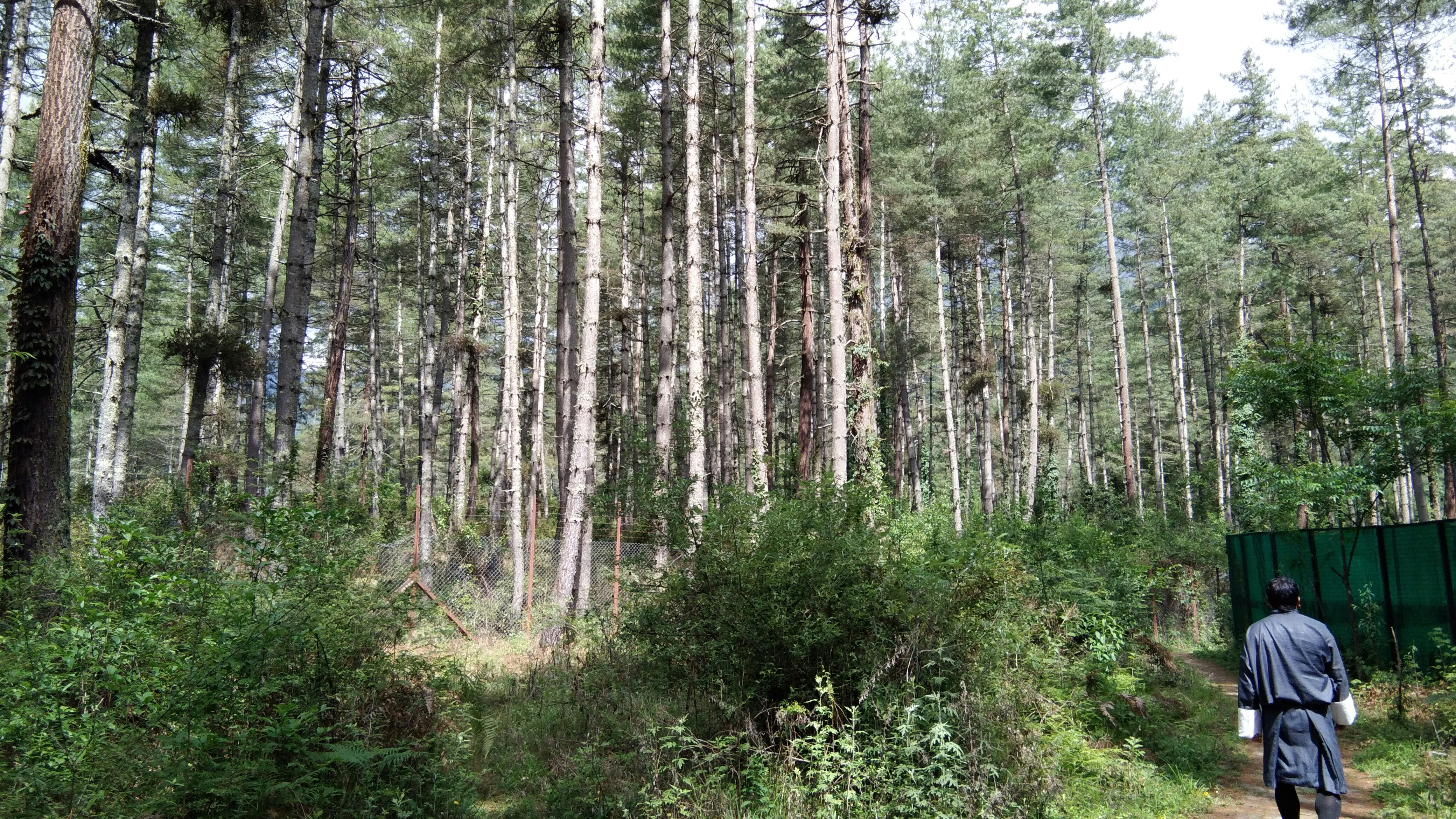 A solitary figure walking along a wooded trail, surrounded by towering trees and lush greenery. The scene evokes a sense of tranquility and connection to nature.