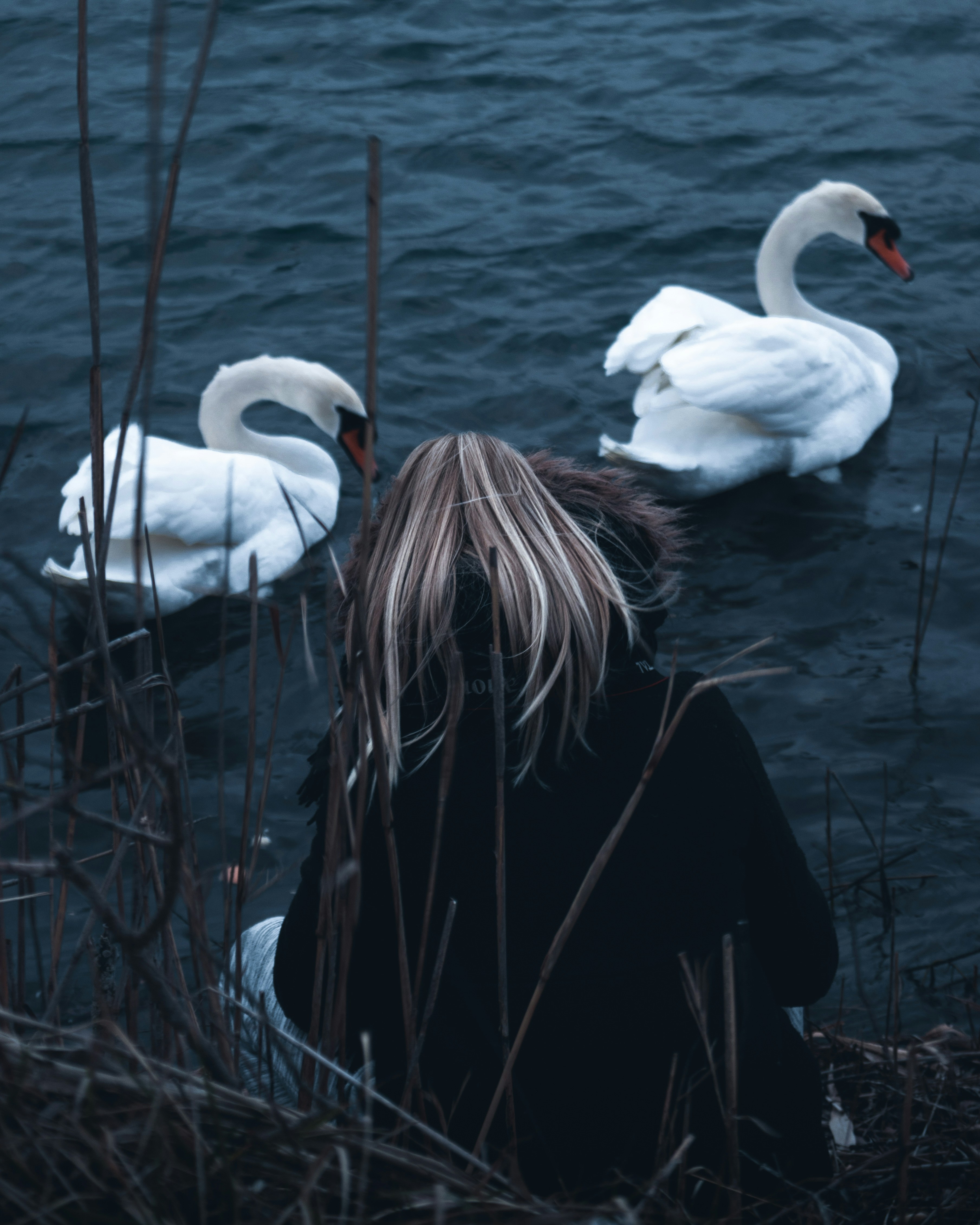 Silent Witness by the Water: A Silhouette Among White Gulls