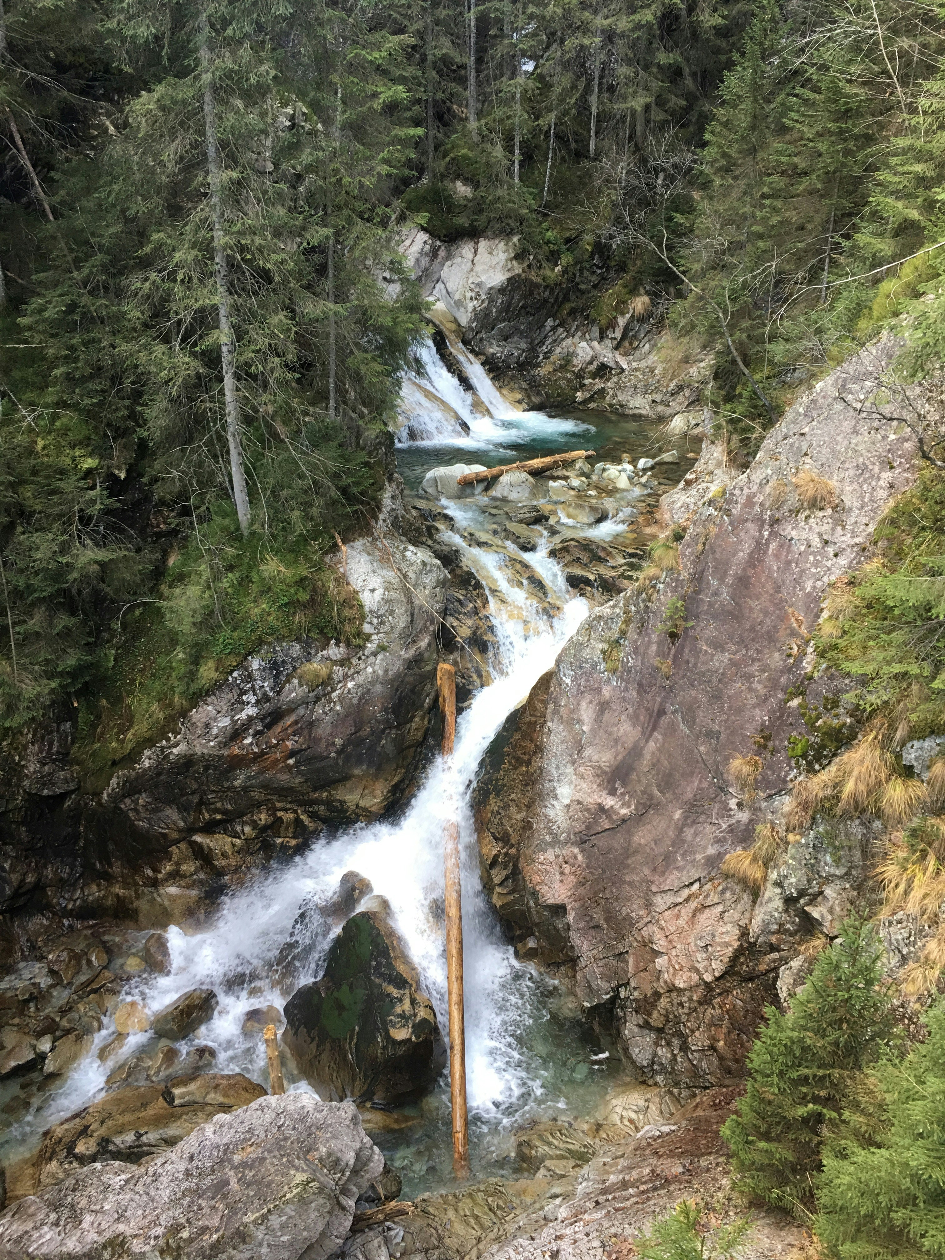 Cascade Through a Pine-Sheltered Gorge