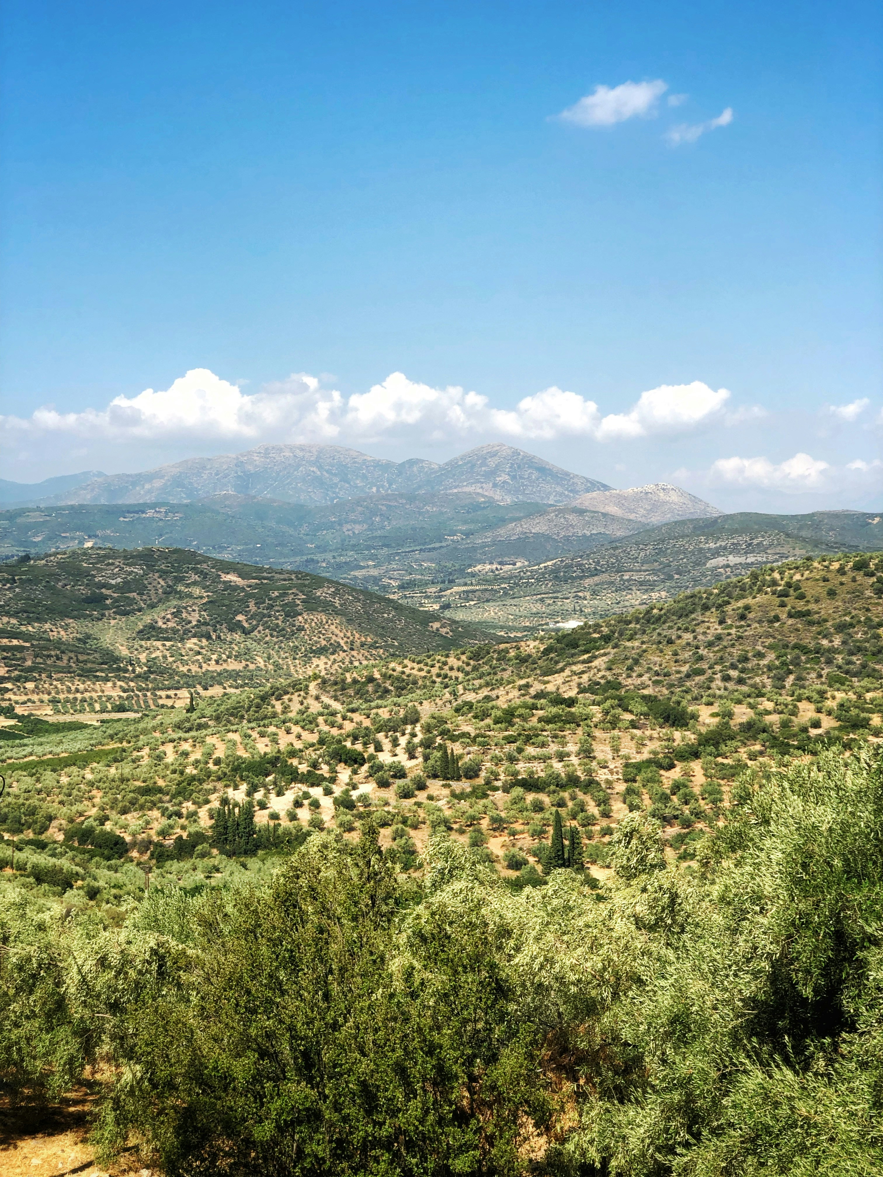 Lush olive groves stretch across rolling hills with majestic mountains in the background under a bright blue sky dotted with clouds.