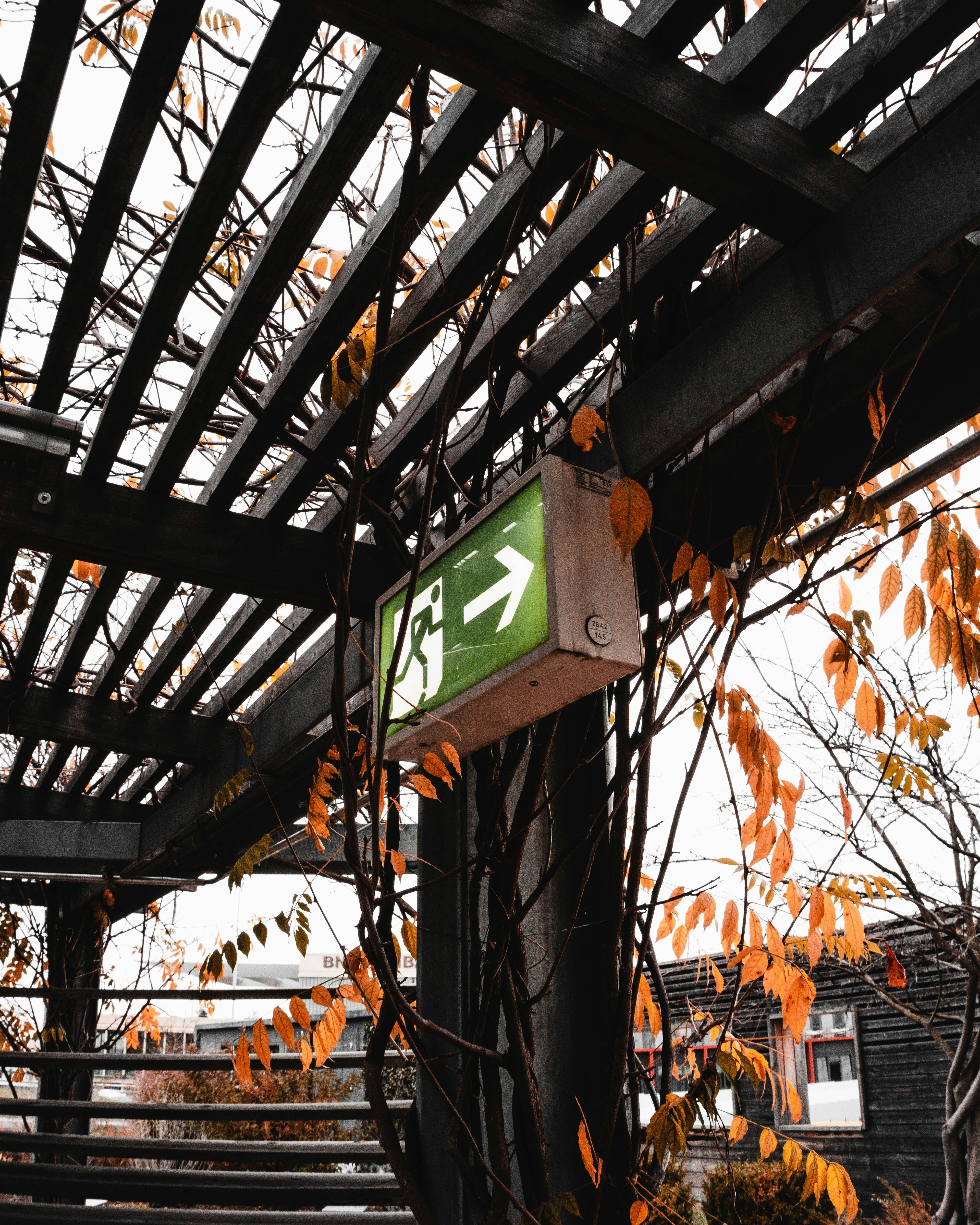 Emerald Exit Sign Amid Autumn Veins of Steel and Vine