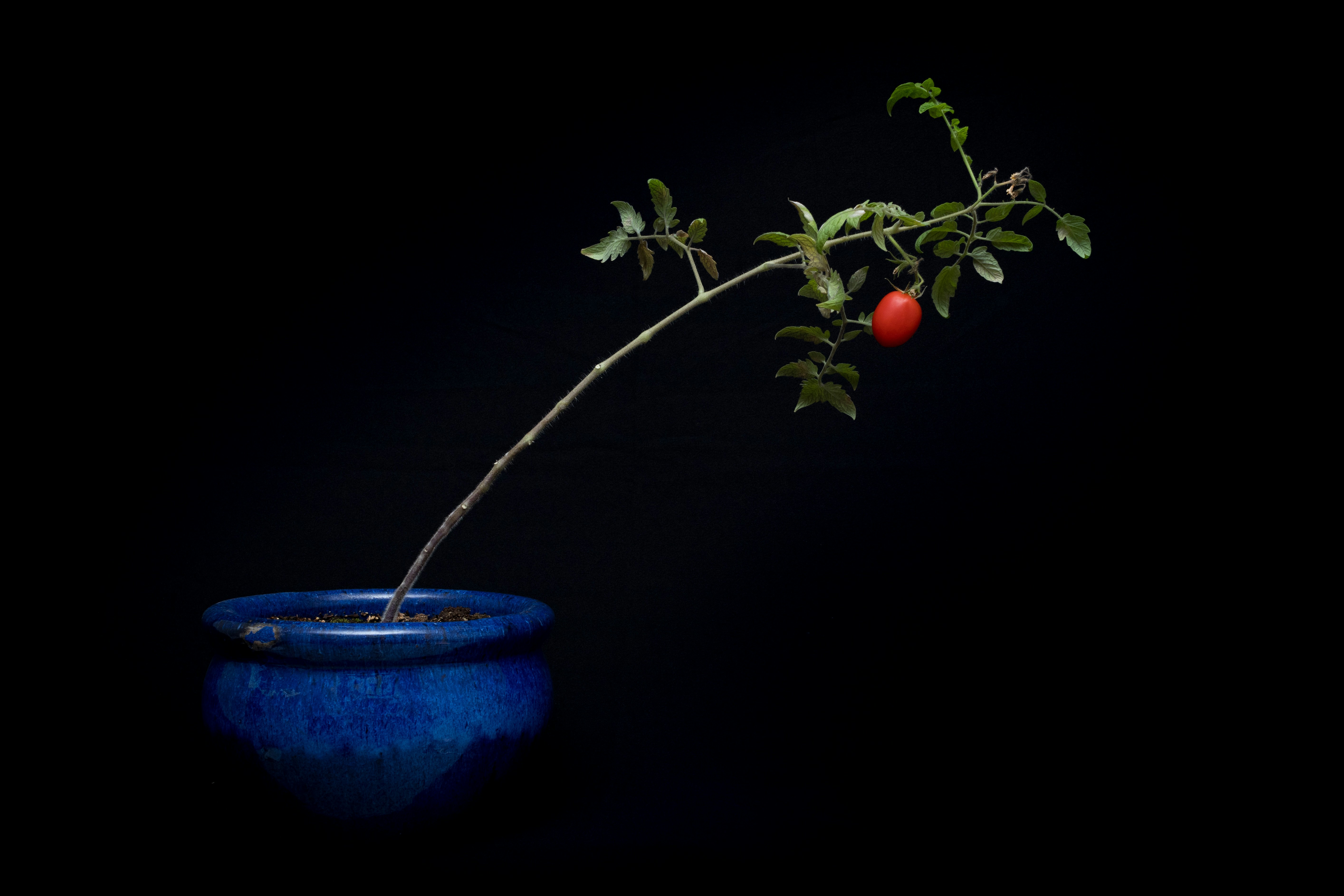 My daughter grew a tomato plant along with her classmates. Hers was the only one to survive. It produced only one tomato. She named it Harry.