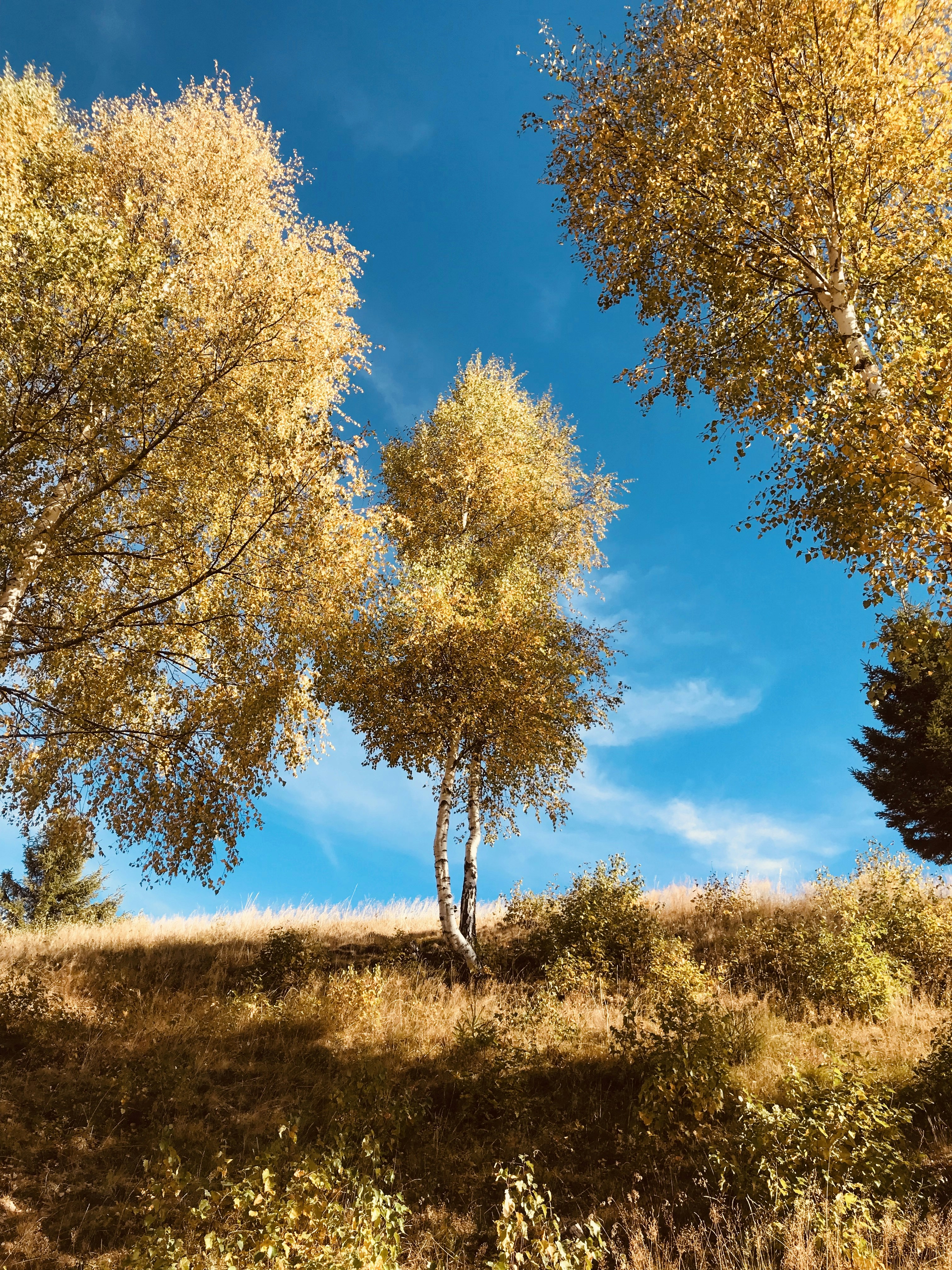 Brown trees under blue sky photo – Free Blue Image on Unsplash