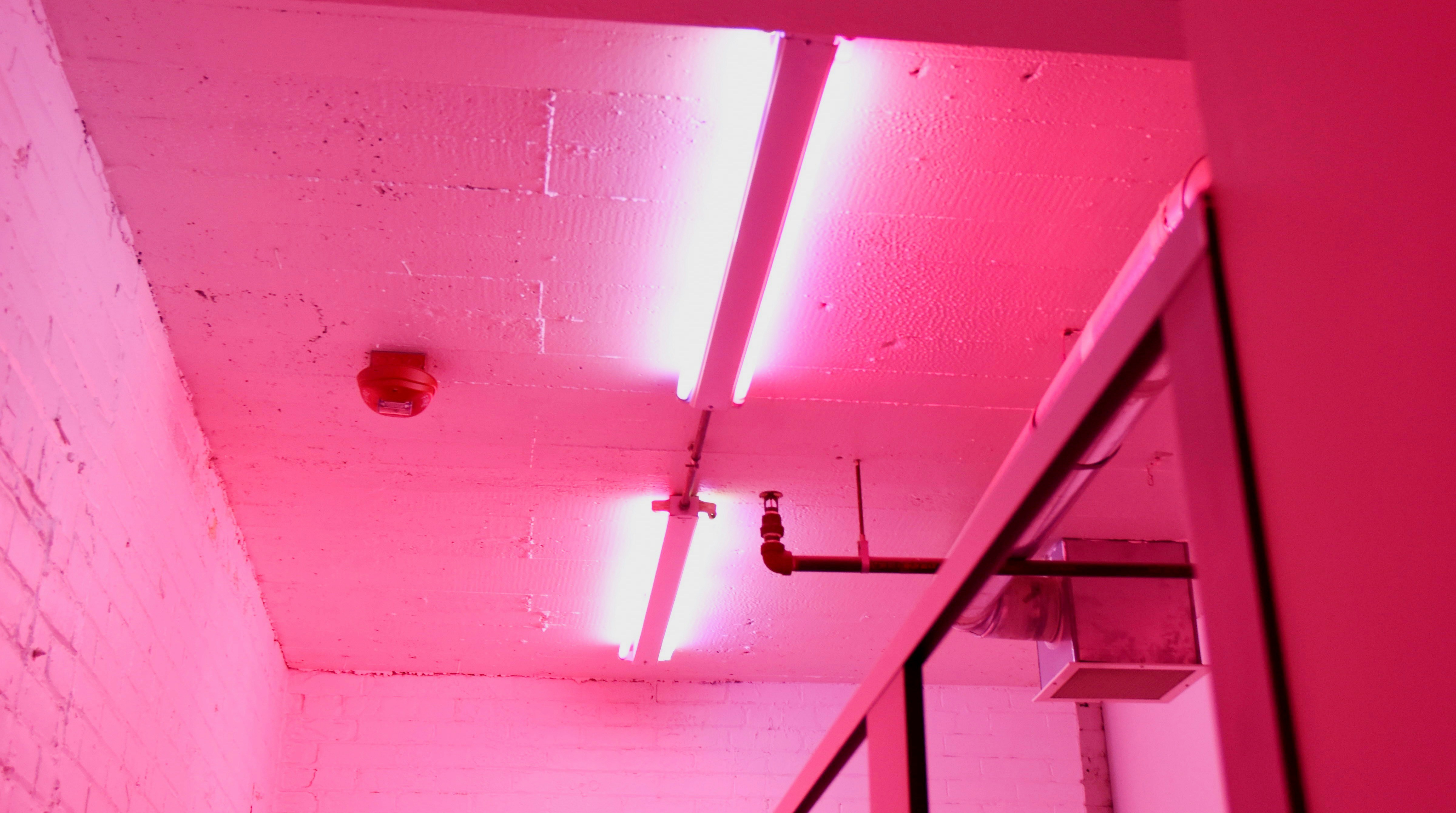 Water sprinkler attached on ceiling beside pink lights photo – Free ...