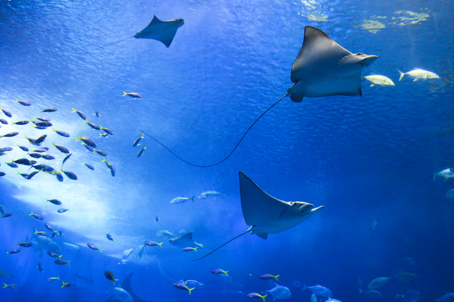 Three manta rays swim above a school of fish in clear blue water, with sunlight filtering through the ocean. The largest ray dominates the upper right of the frame.