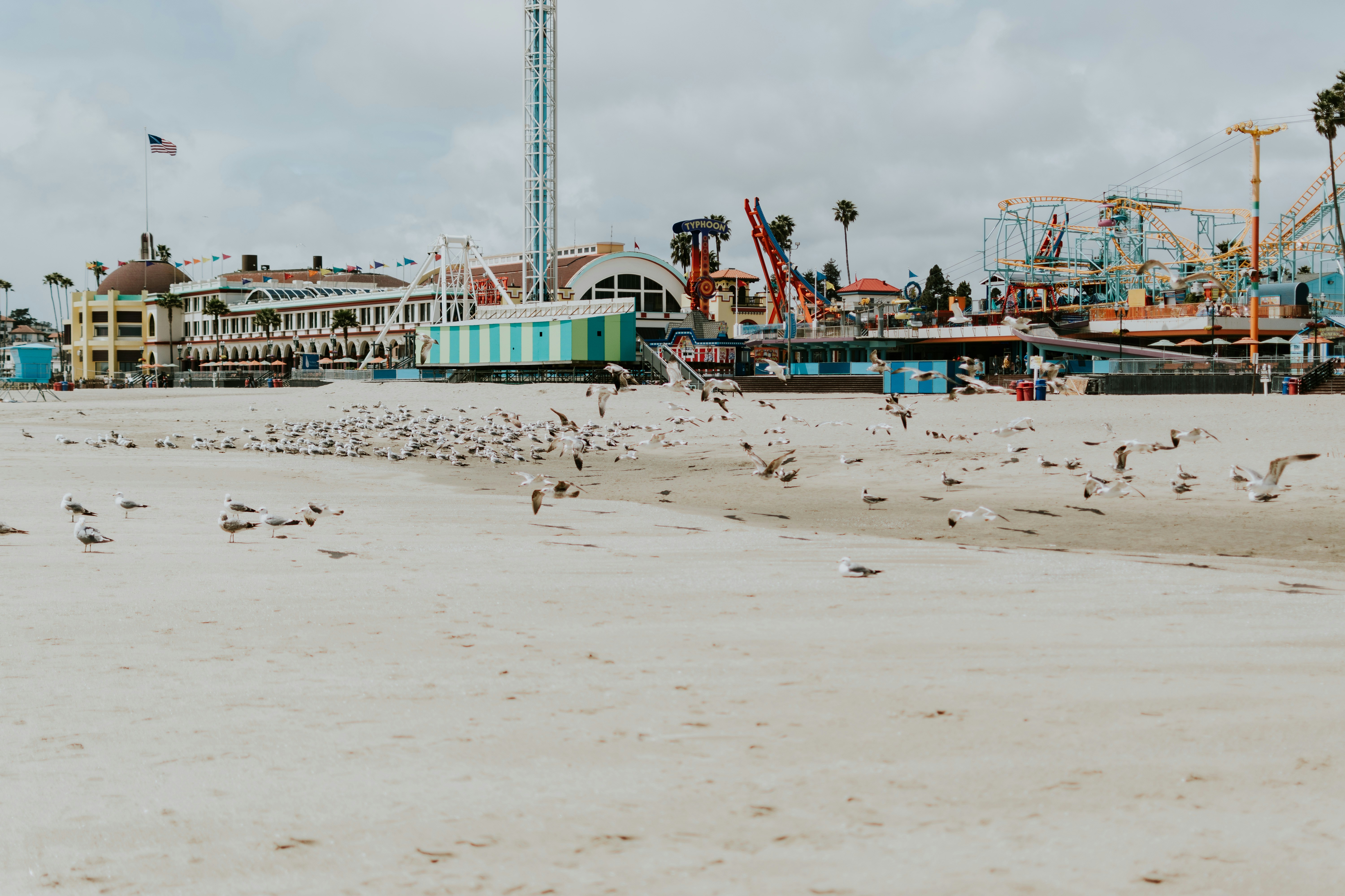 Seagull Parade Along a Sunny Beachfront with a Colorful Amusement Park Backdrop