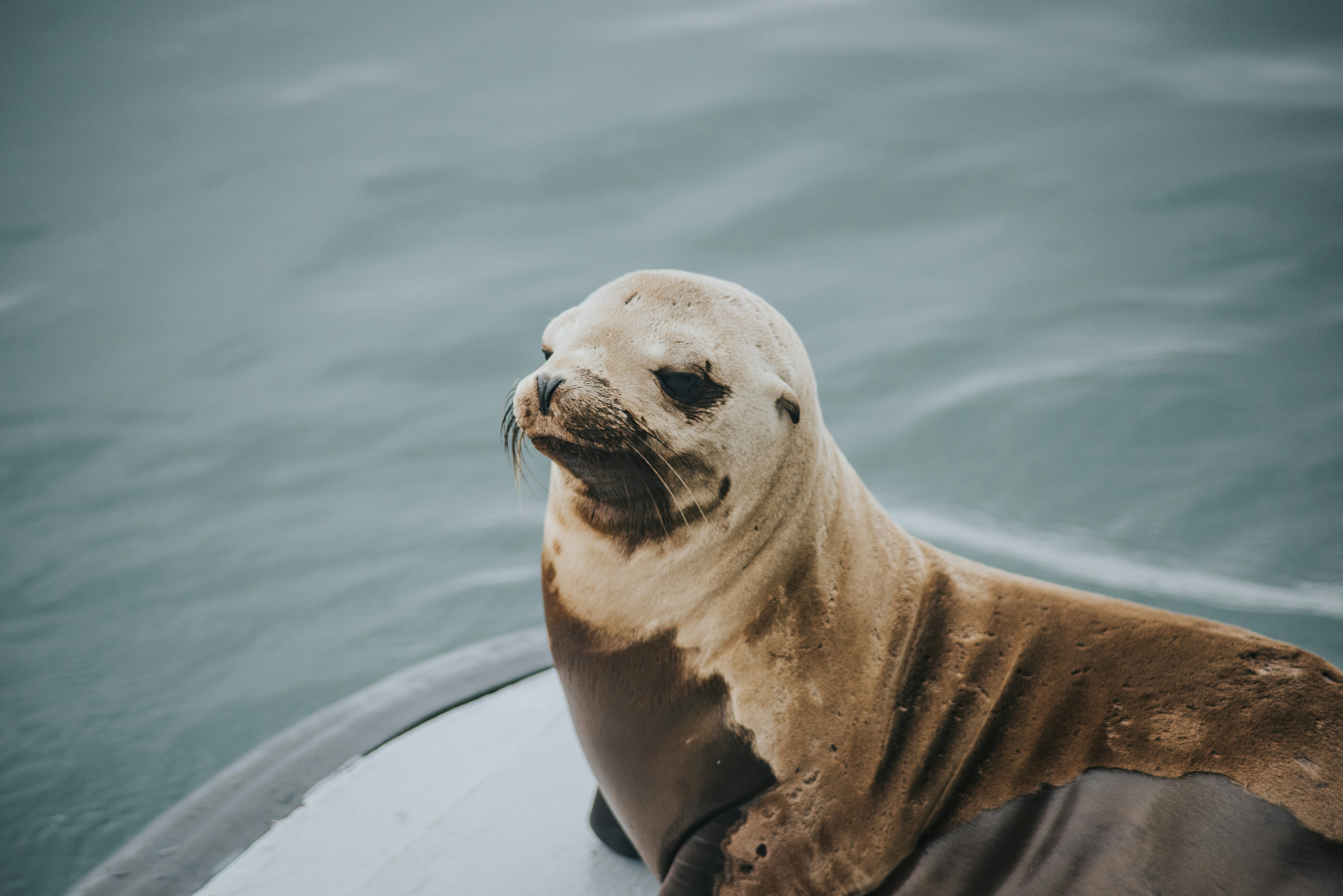 A sea lion resting on a boat, gazing thoughtfully at the surroundings. The serene ocean backdrop complements its calm demeanor.