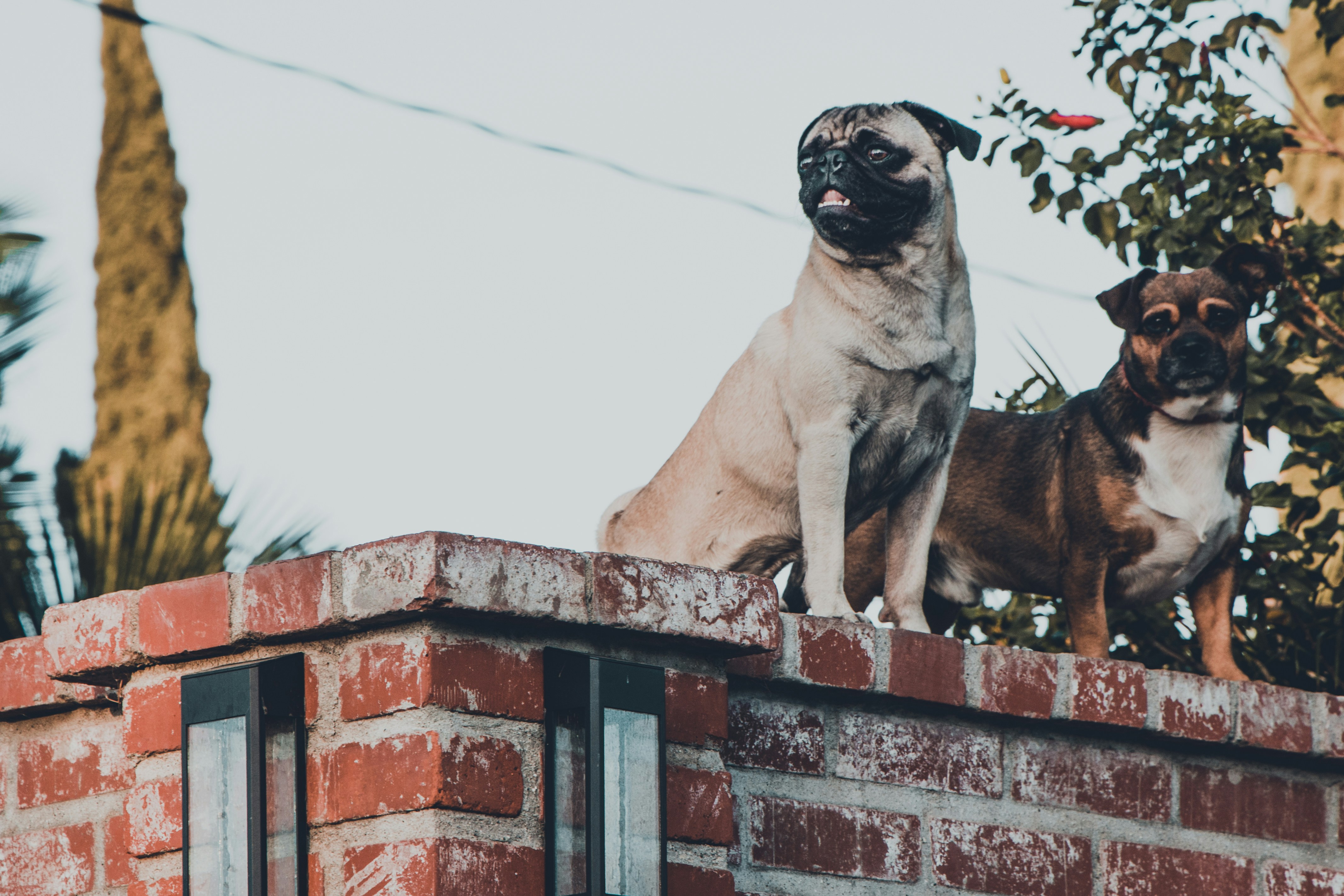 Two dogs perched on a brick wall, surveying their surroundings with curious expressions. The scene is framed by lush greenery and warm evening light.