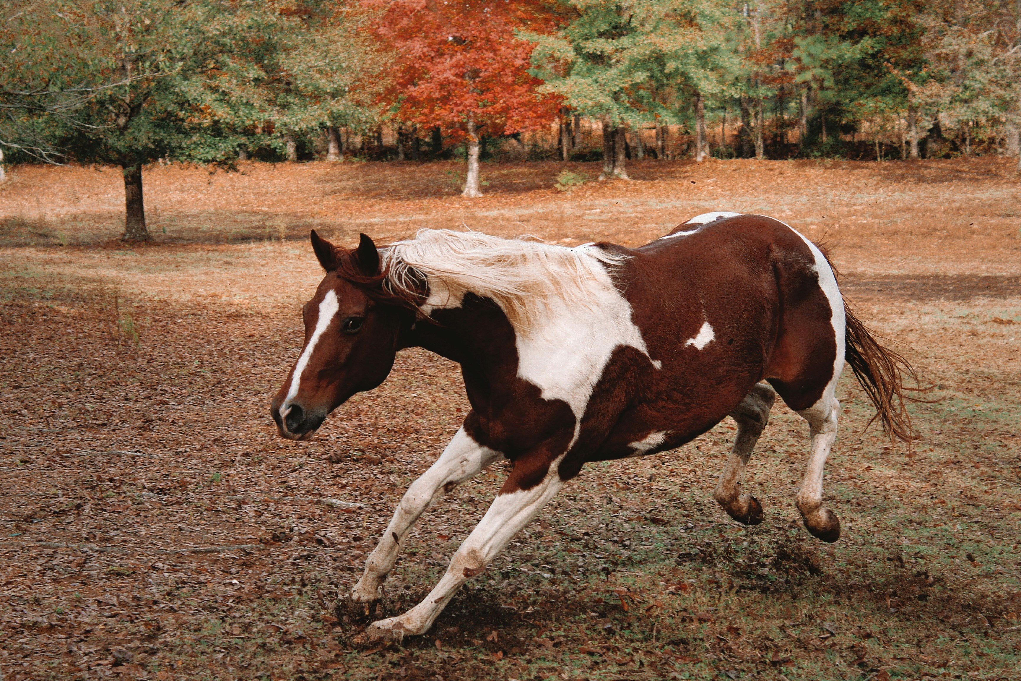 Pinto Scores Tying and Winning Goals to Lift Sens Past Leafs, 3-2