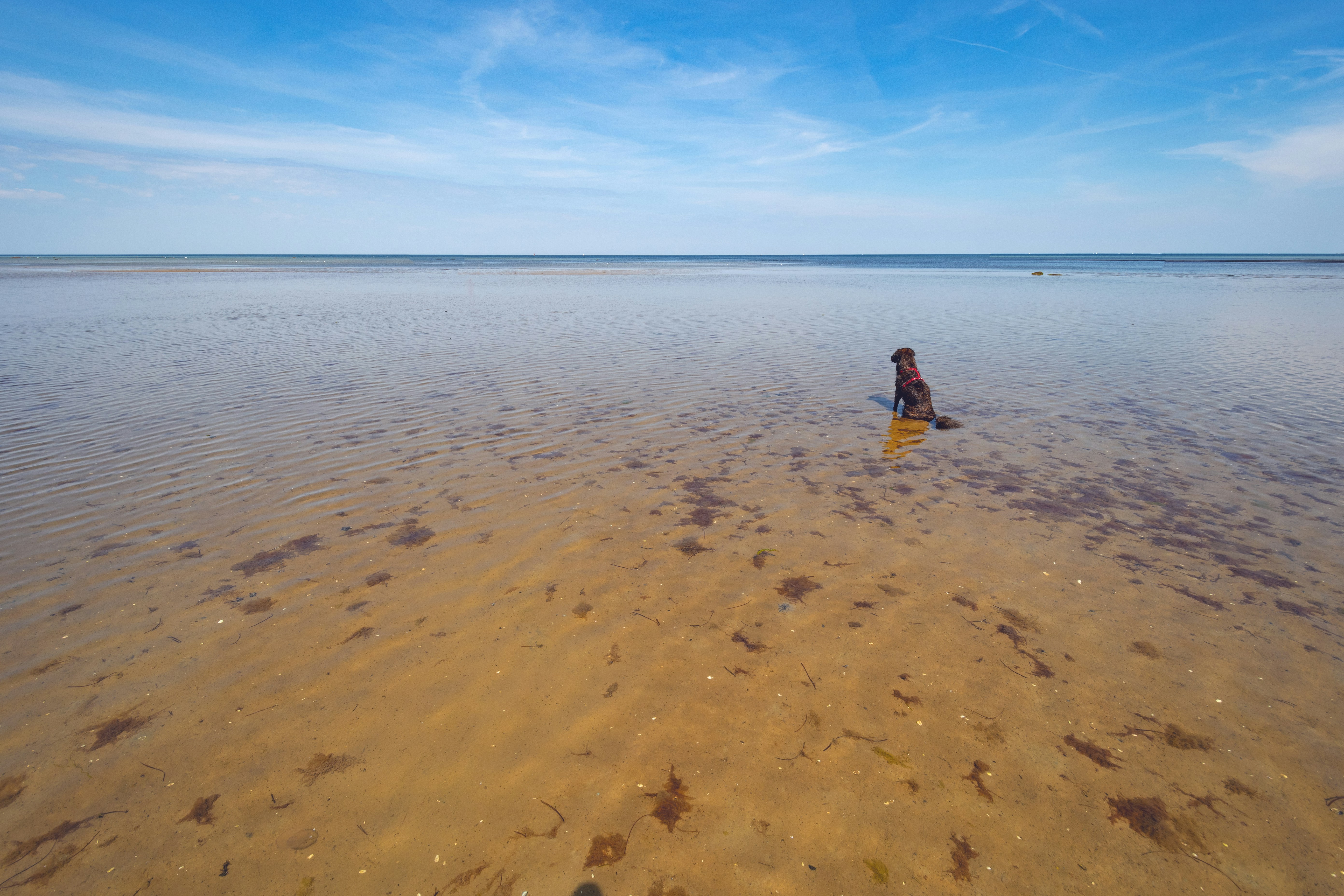 A dog wades through shallow waters at low tide, surrounded by a vast, tranquil seascape under a clear blue sky.
