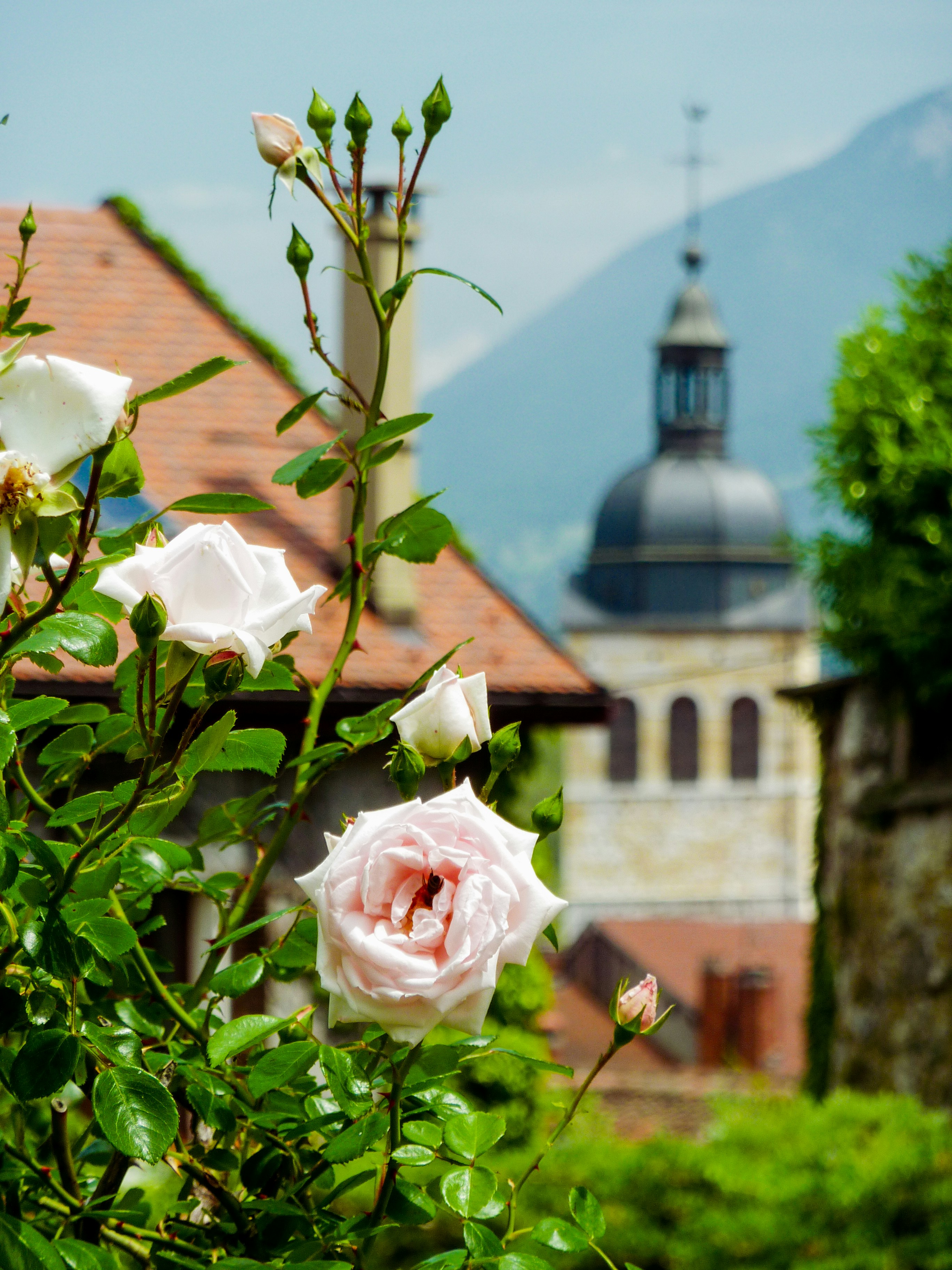 Delicate pink roses bloom in the foreground, framing a historic building with a dome and a mountain backdrop, highlighting the harmony between nature and architecture.