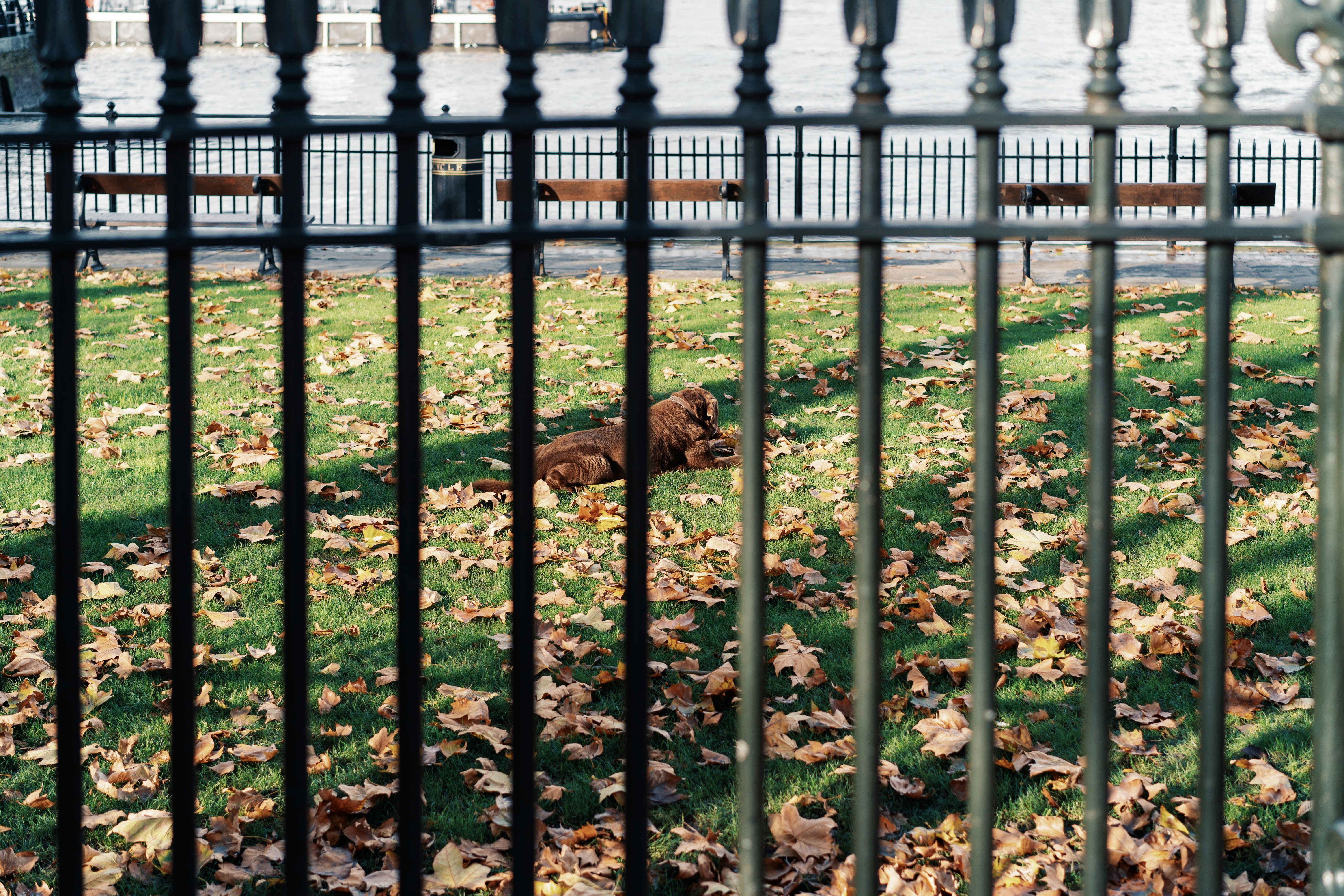 Contemplative Canine Behind Park Fence in Autumn Light